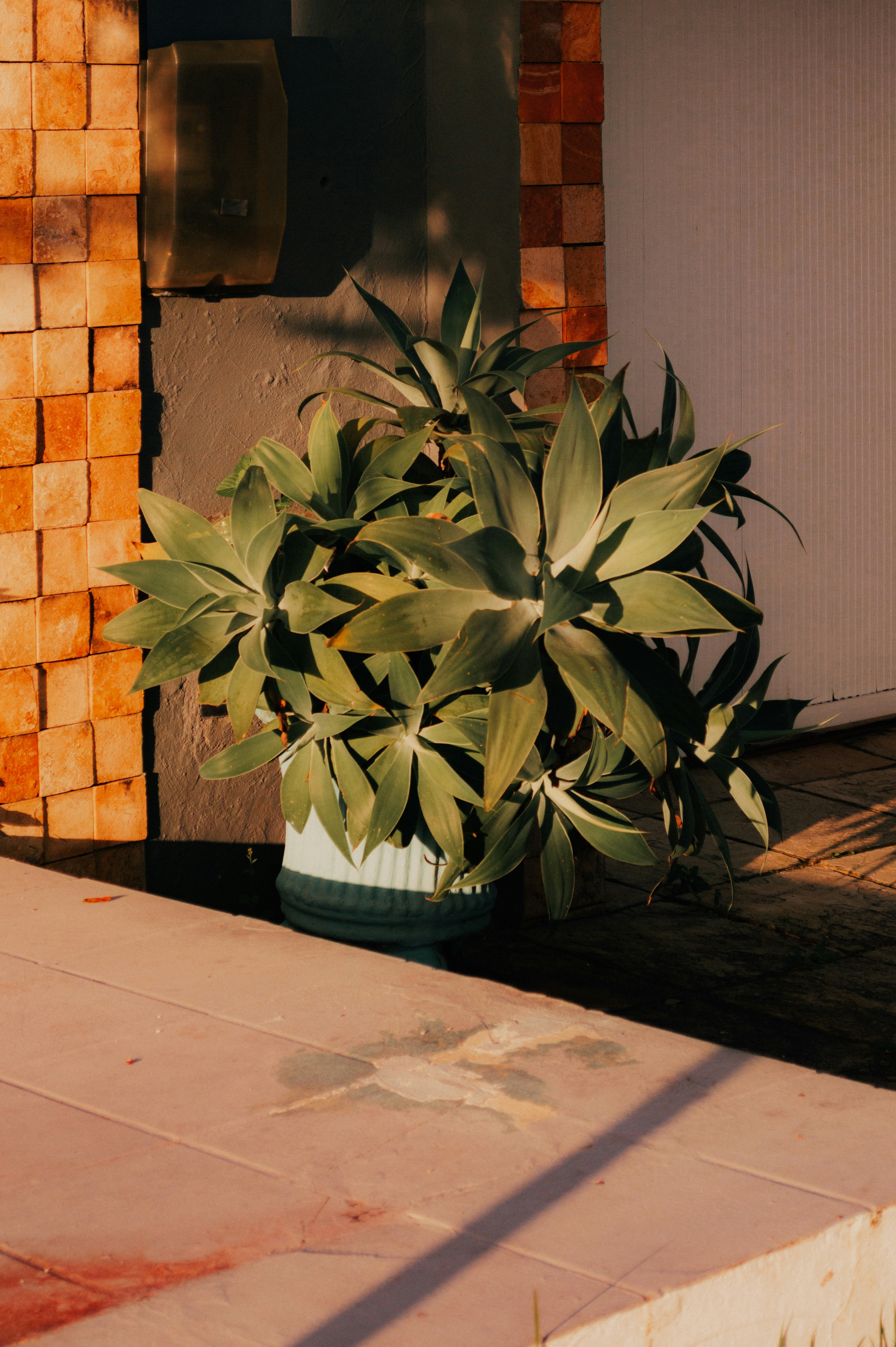 Sunlit Agave in Shadowed Nook