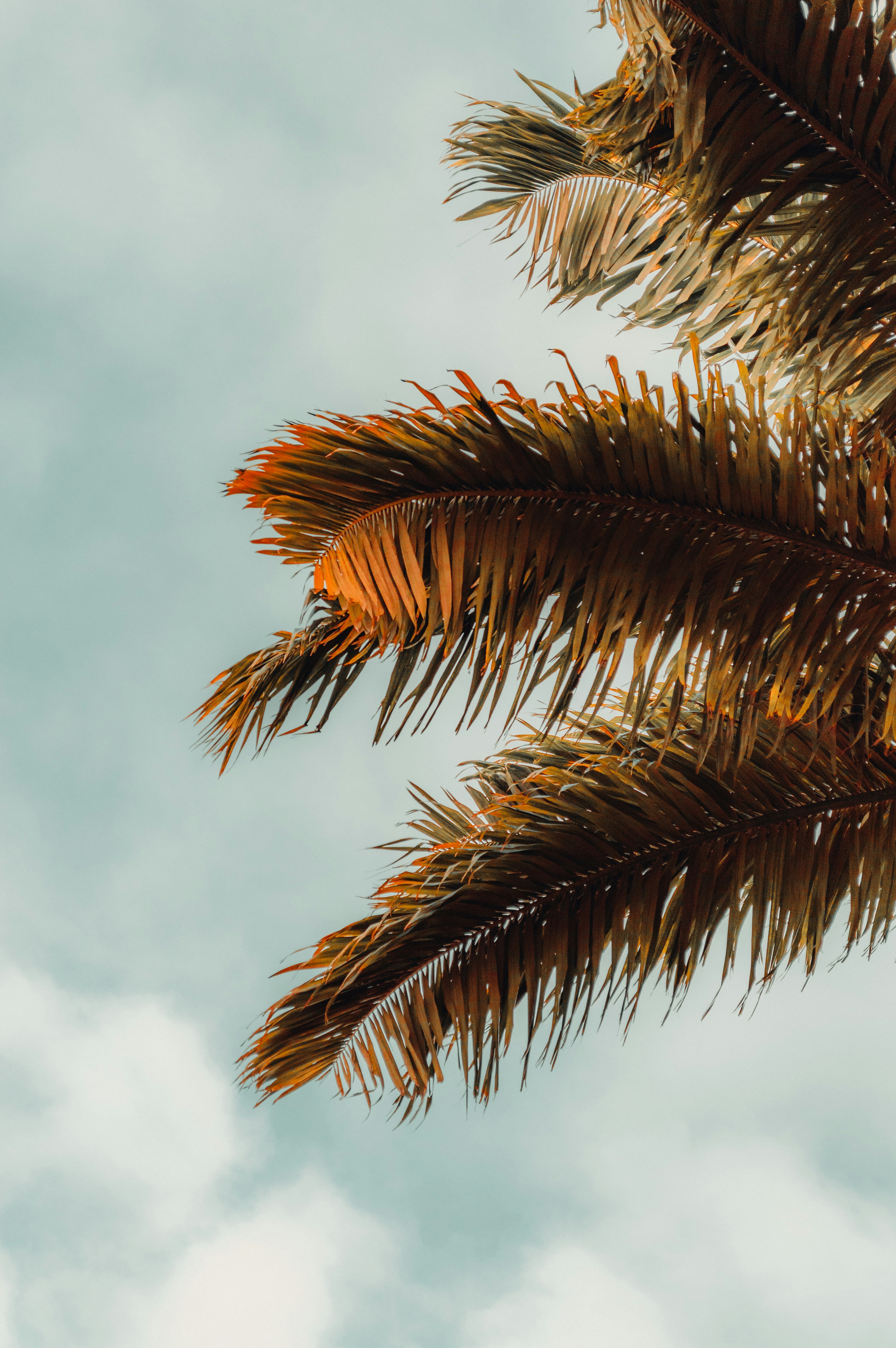 Sunlit Palm Fronds Reaching into a Bright Sky