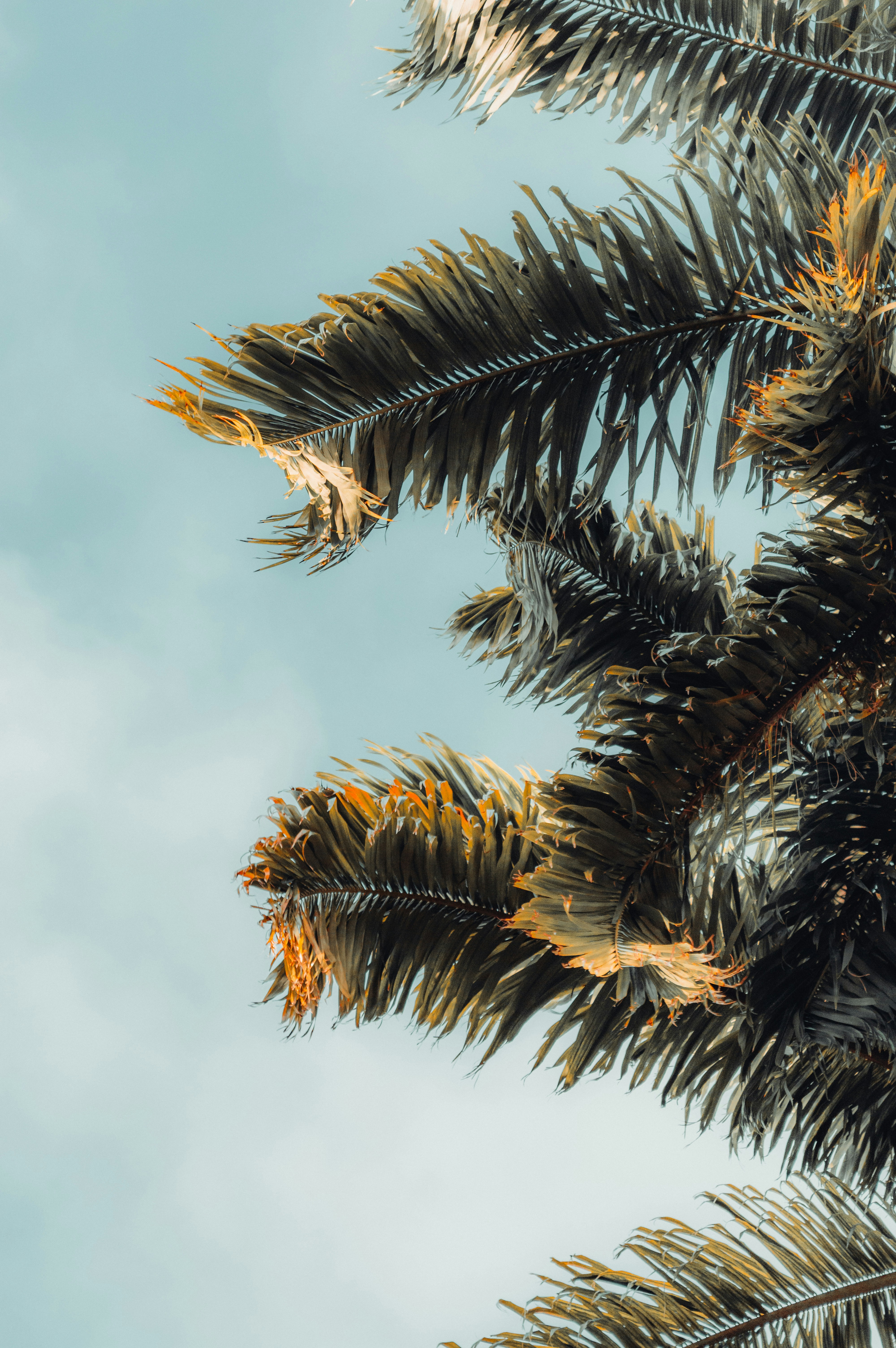 Sunlit Palm Fronds Reaching Toward a Clear Sky