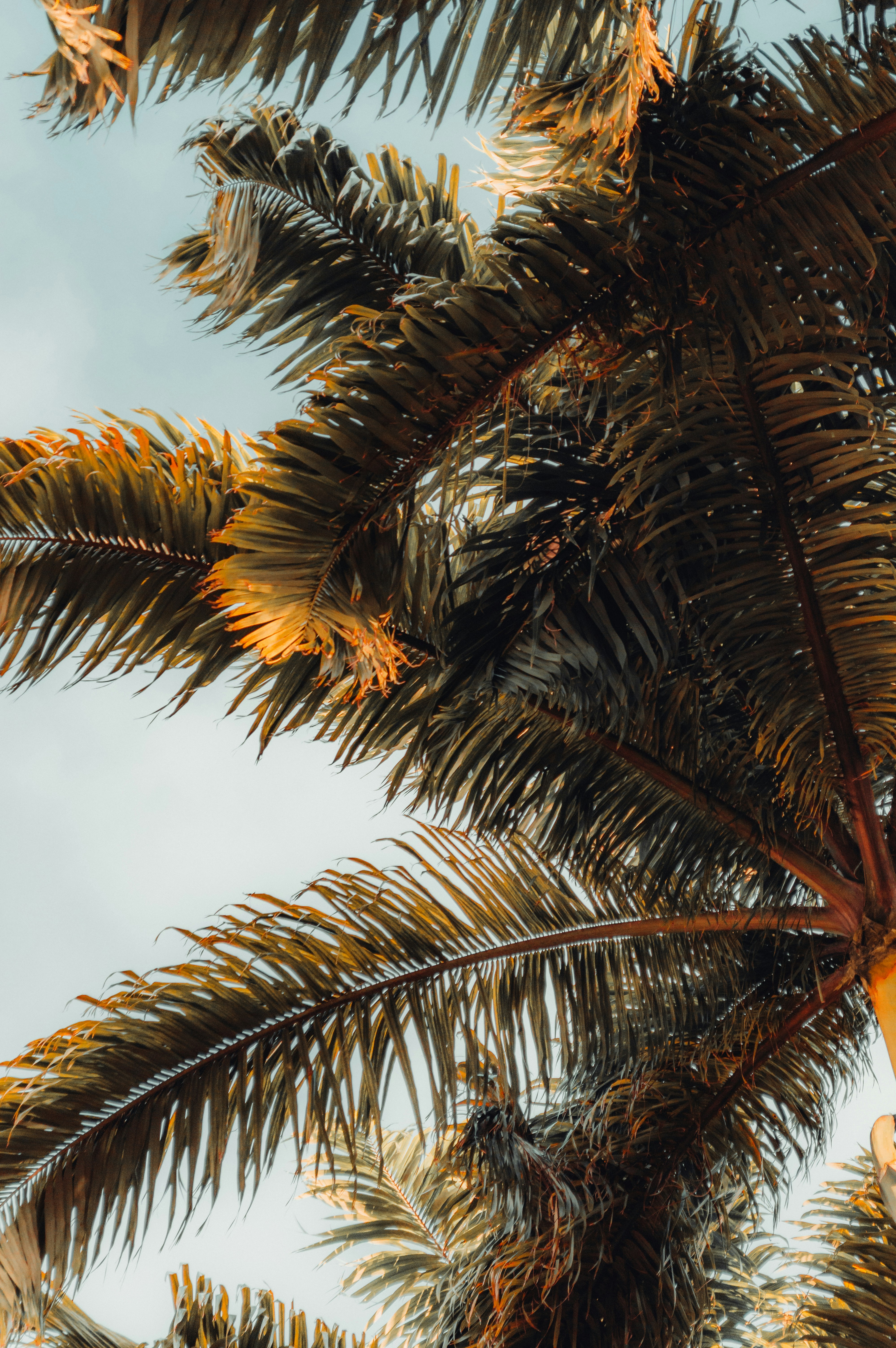 Palm Canopy in Warm Light Over a Pacific Sky