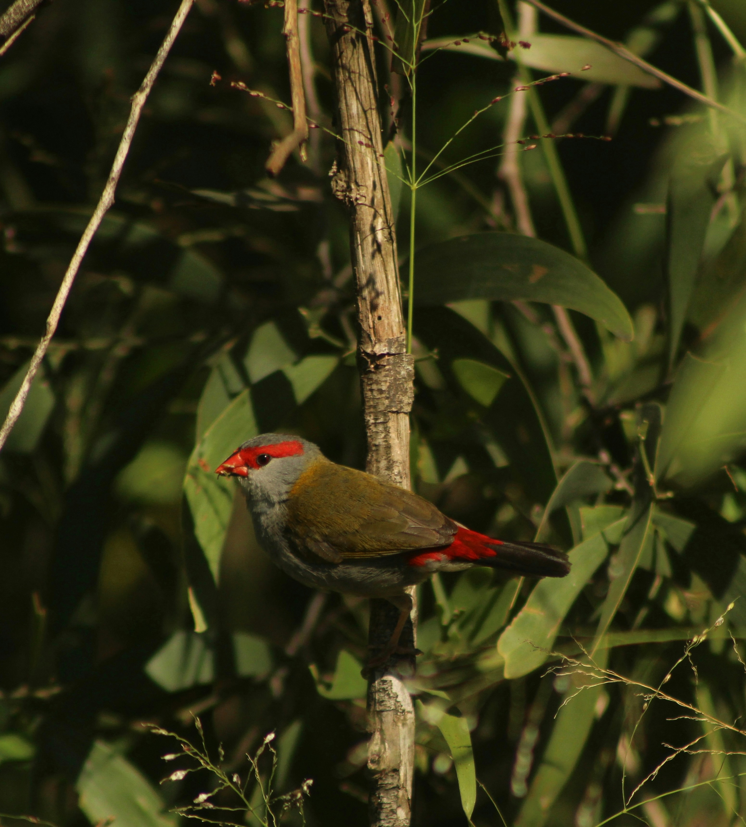 A red-headed finch perches on a branch.