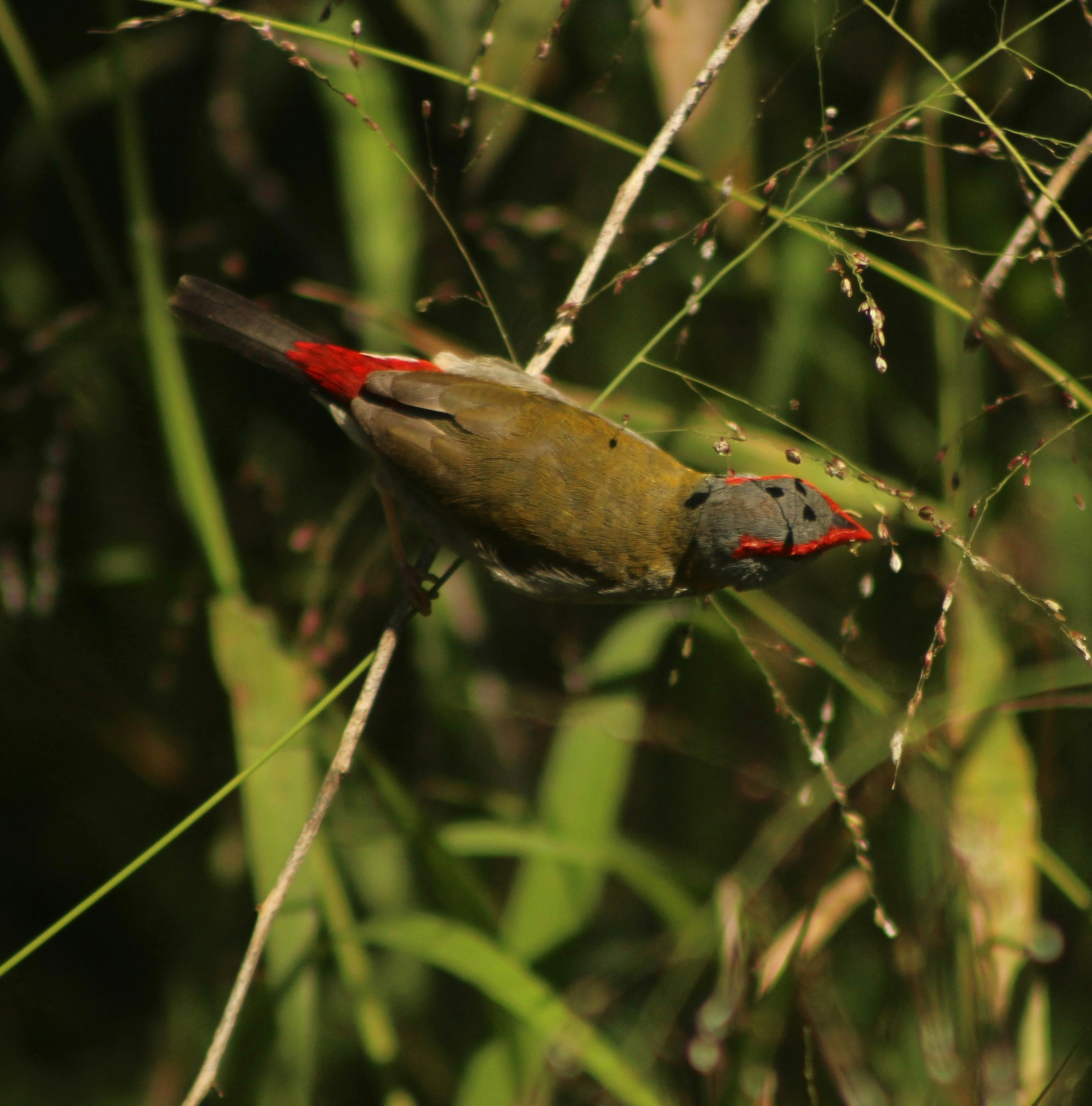 A Moment of Quiet in the Reed Bed: Red-billed Bird in Flight