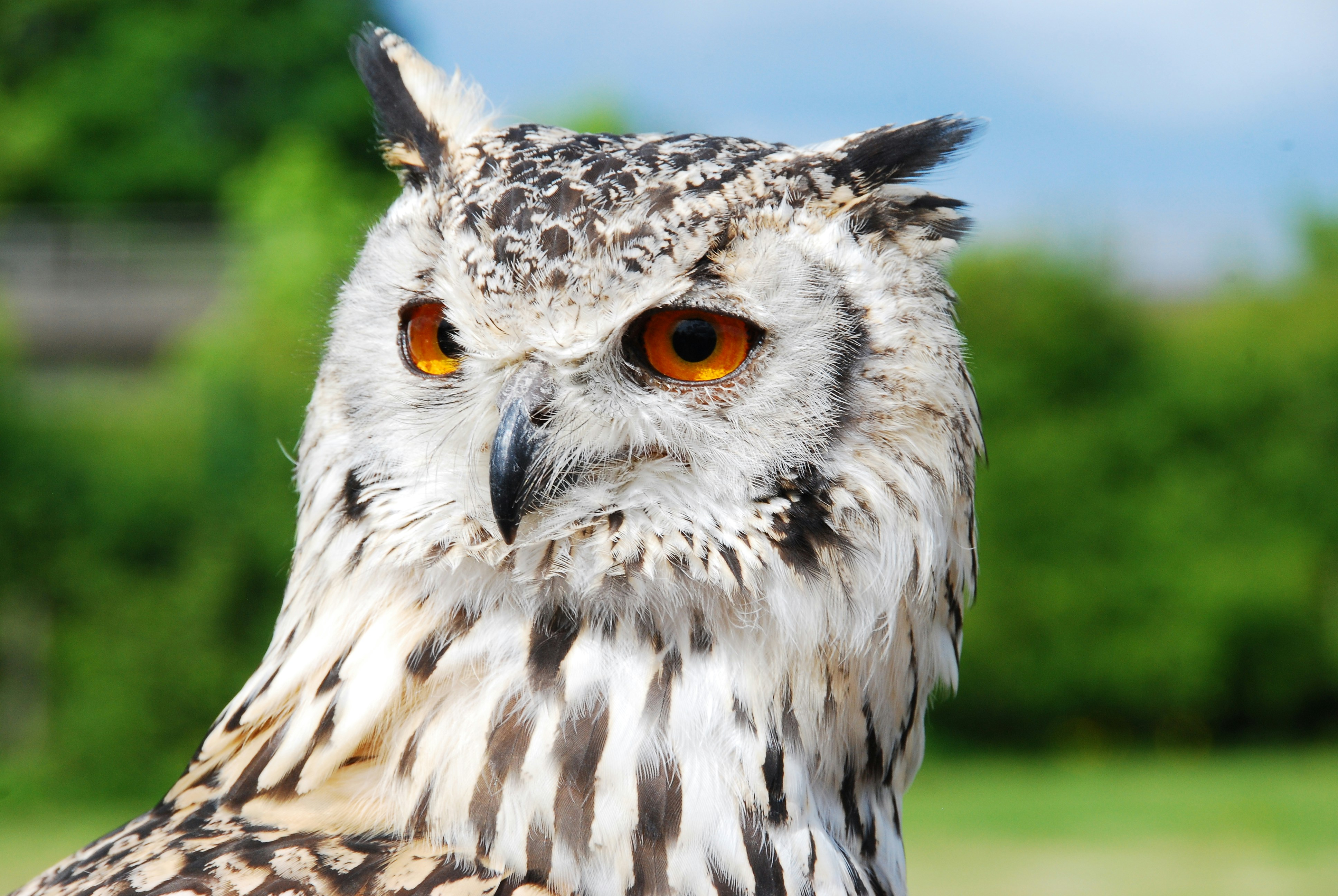 Stare of the Watchful Owl