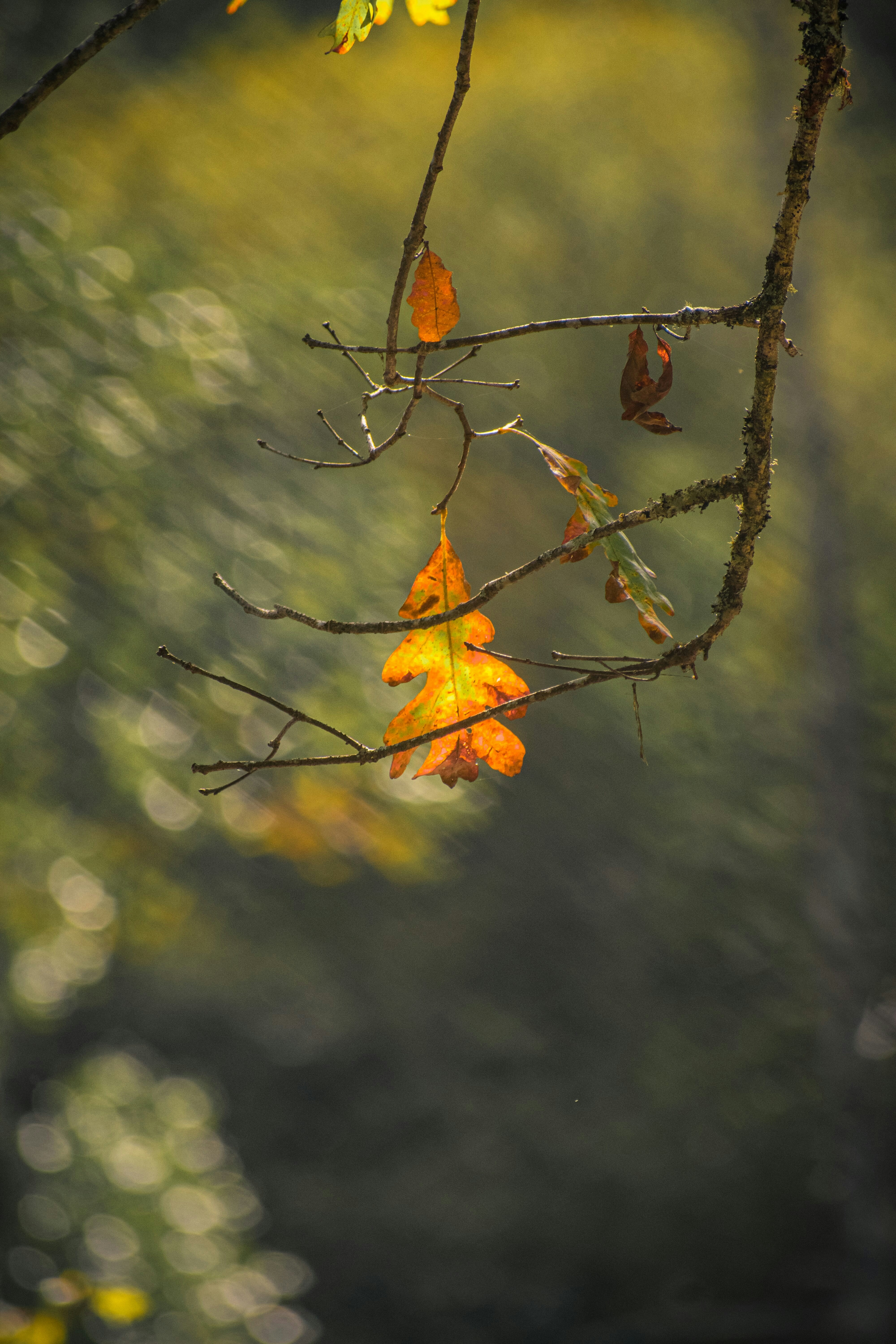Amber Leaves on a Quiet Branch in Autumn Light