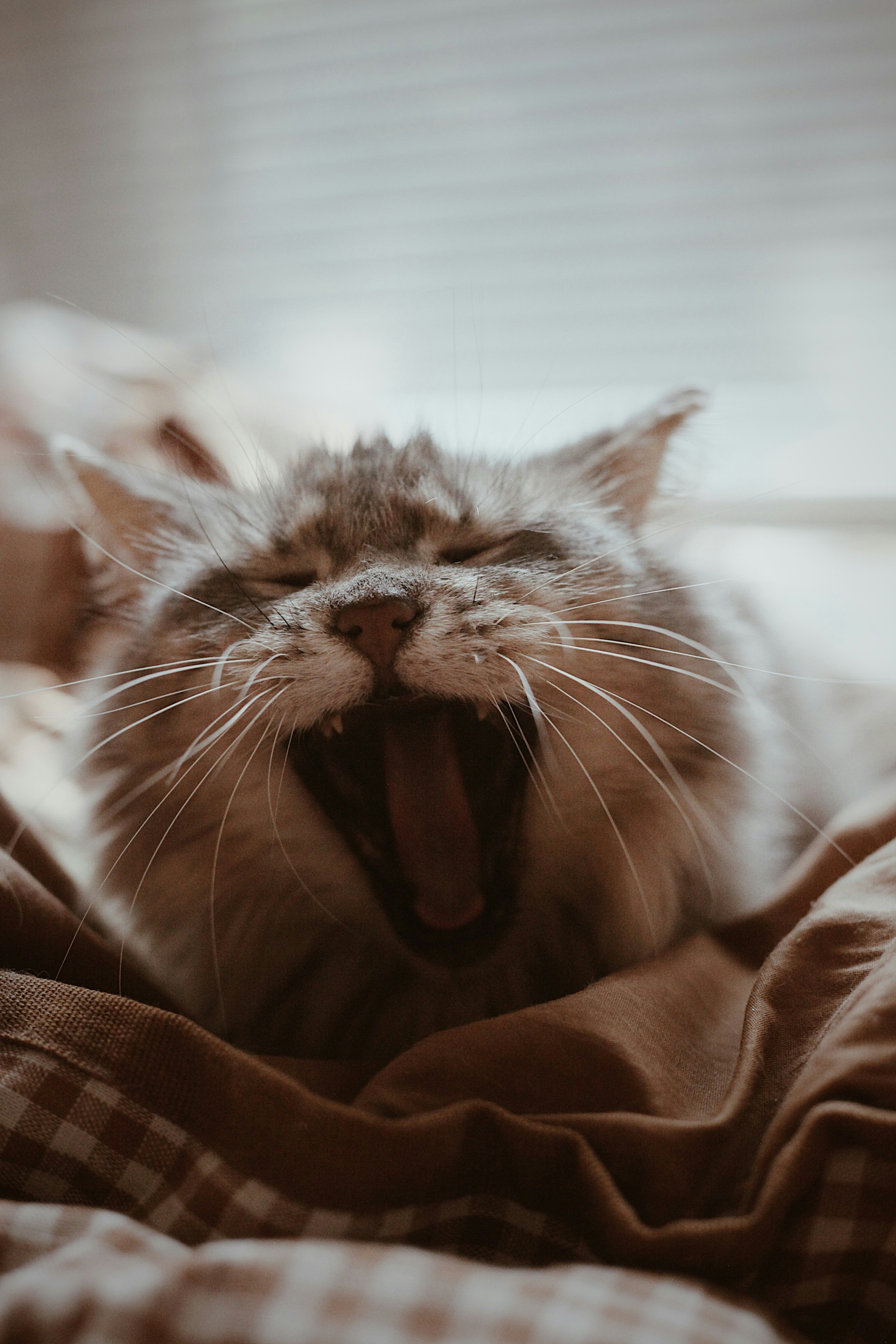 Yawning Cat Amid Cozy Folds of Blanket Fabric