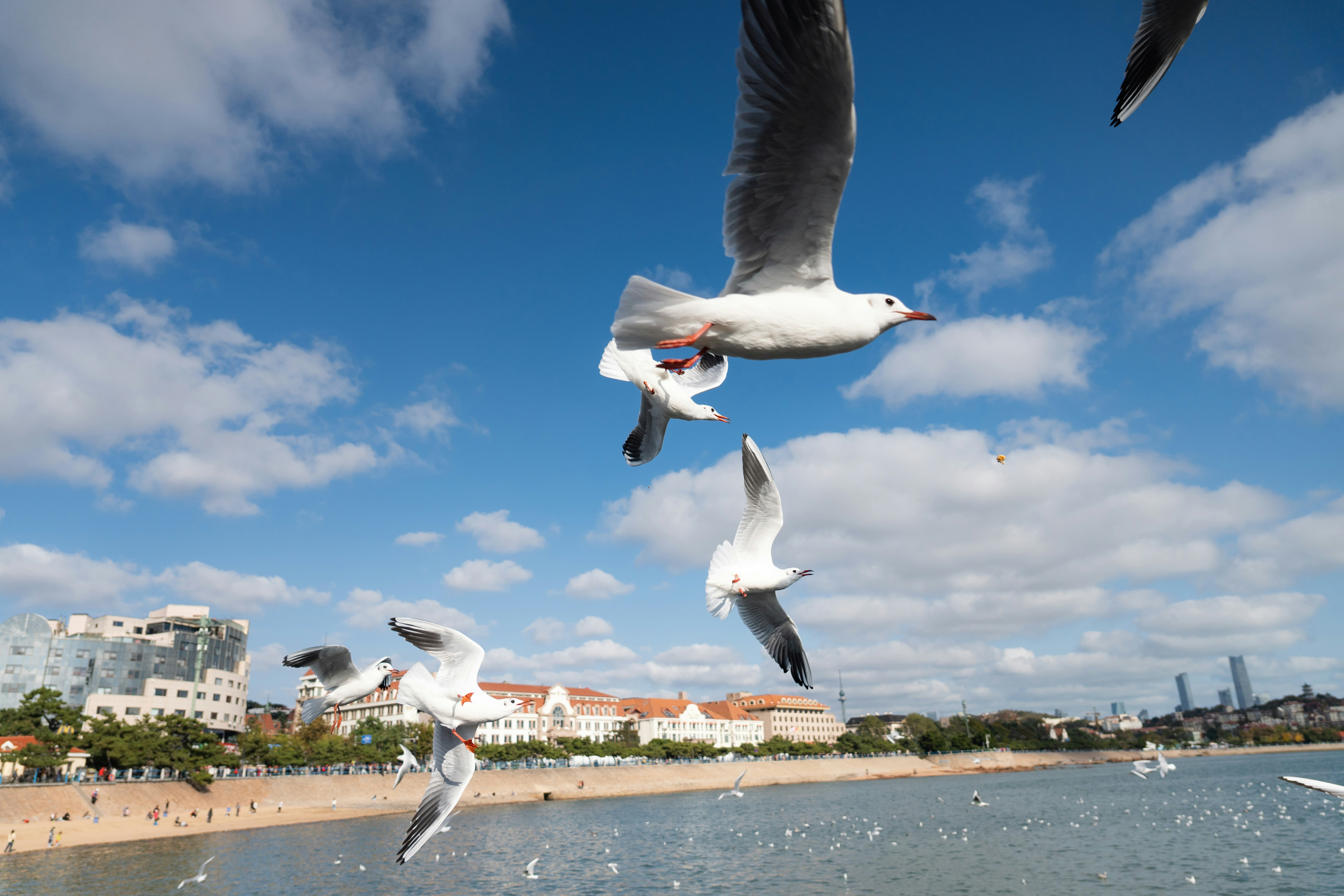 Seabirds in Flight Over a Sunlit Beach