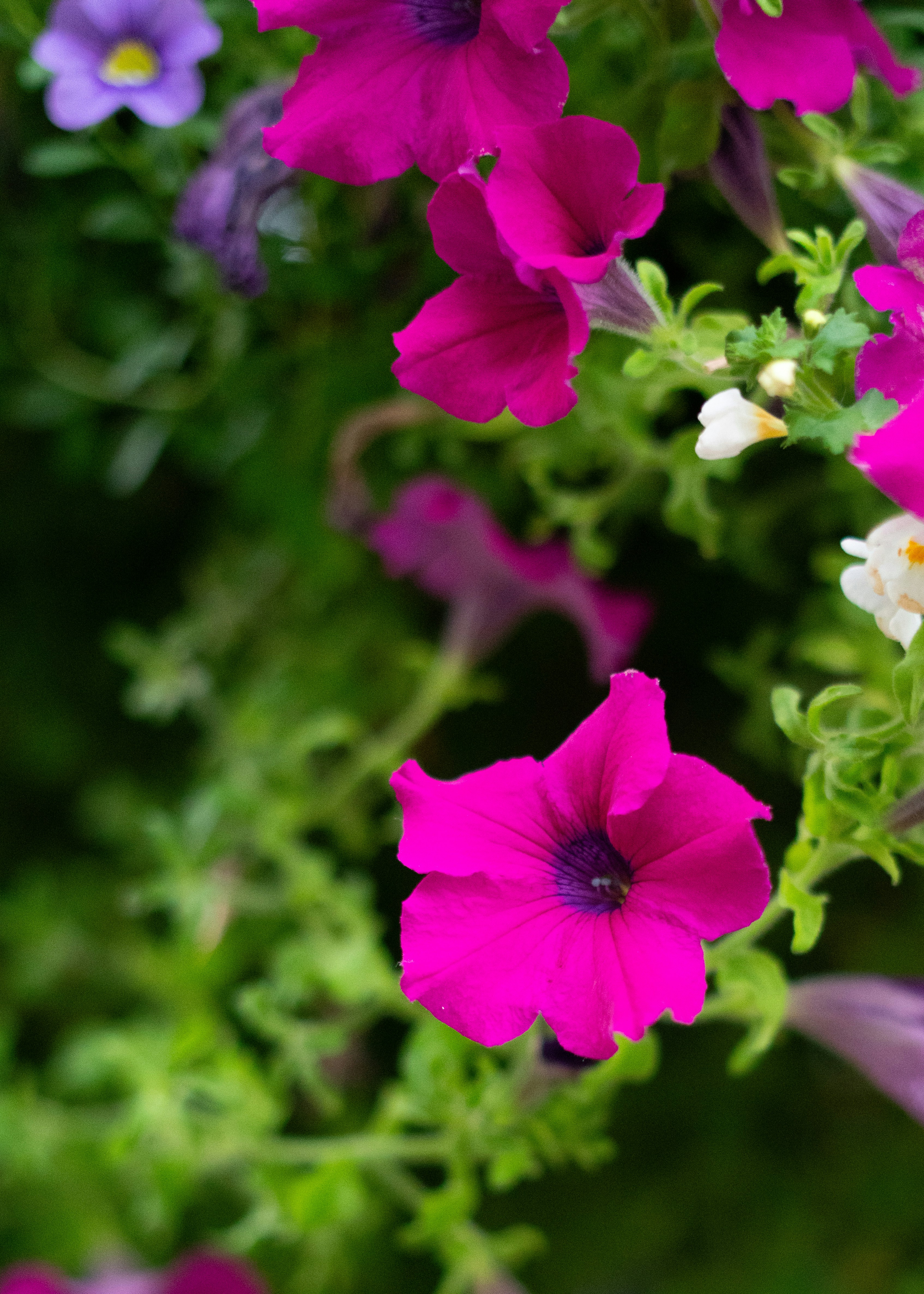 Magenta Petals in a Burst of Garden Light