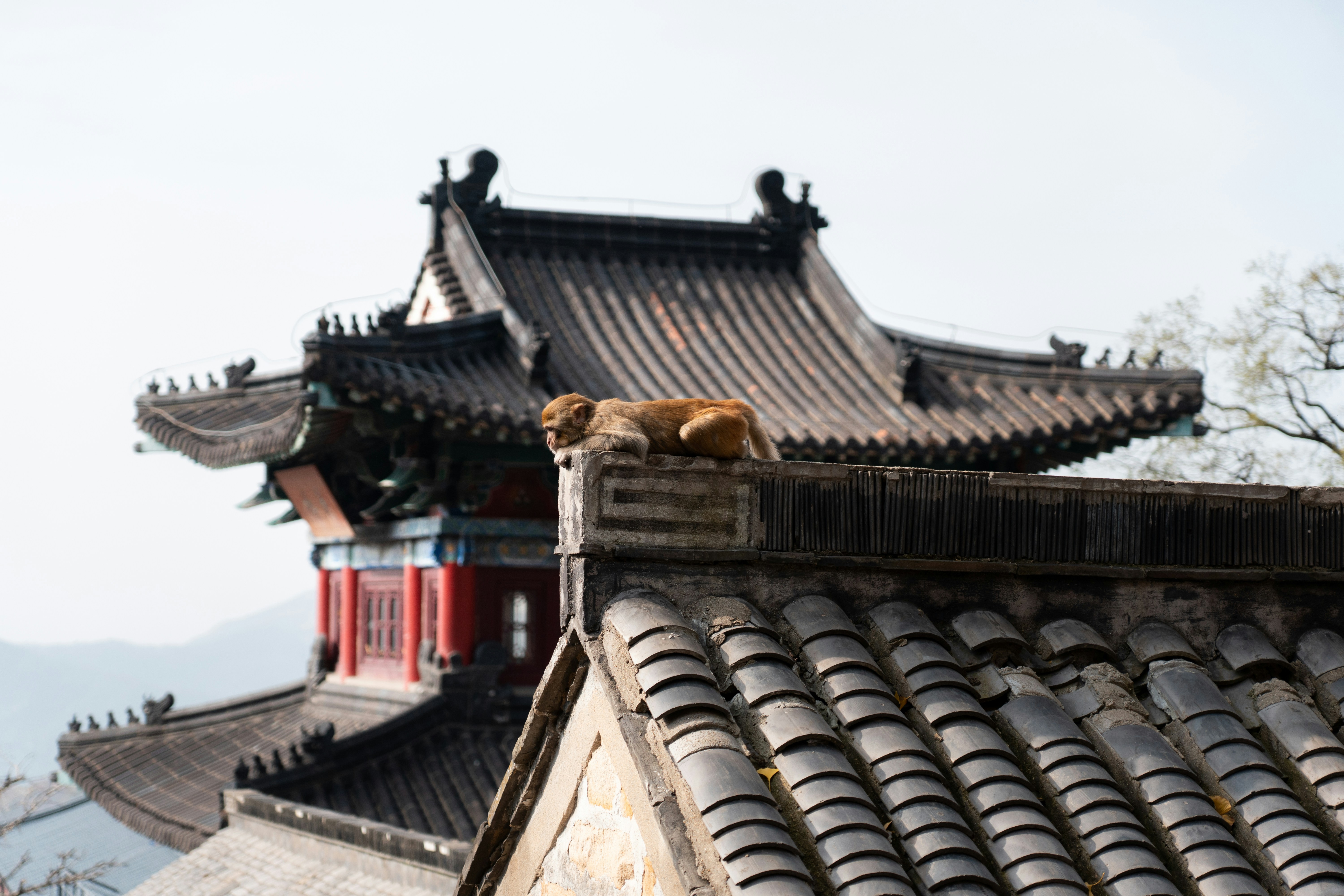 Ceremonial Rooftop Guardian: A Sleeping Cat Overlooking Traditional Eaves