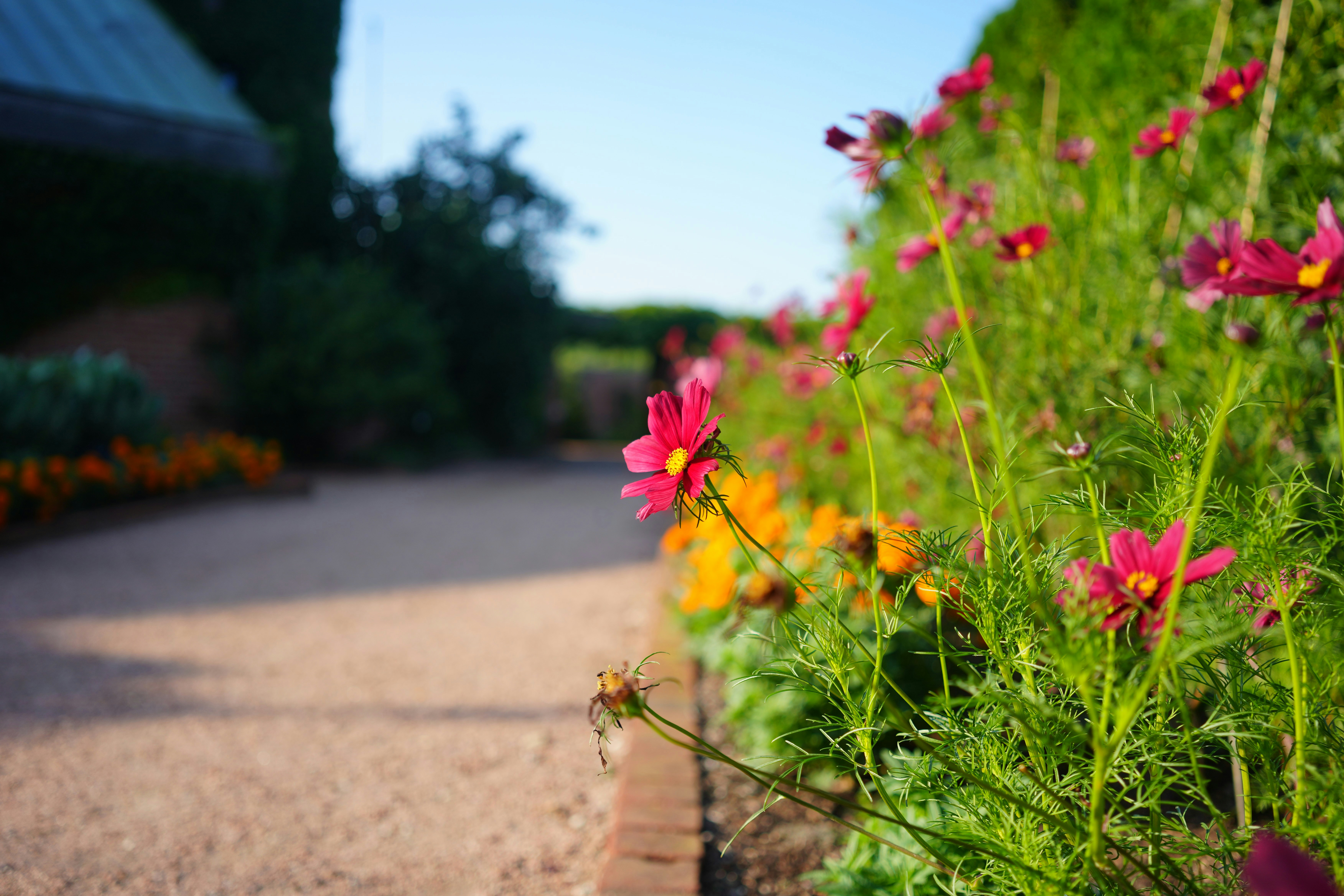 Petals at the Path’s Edge