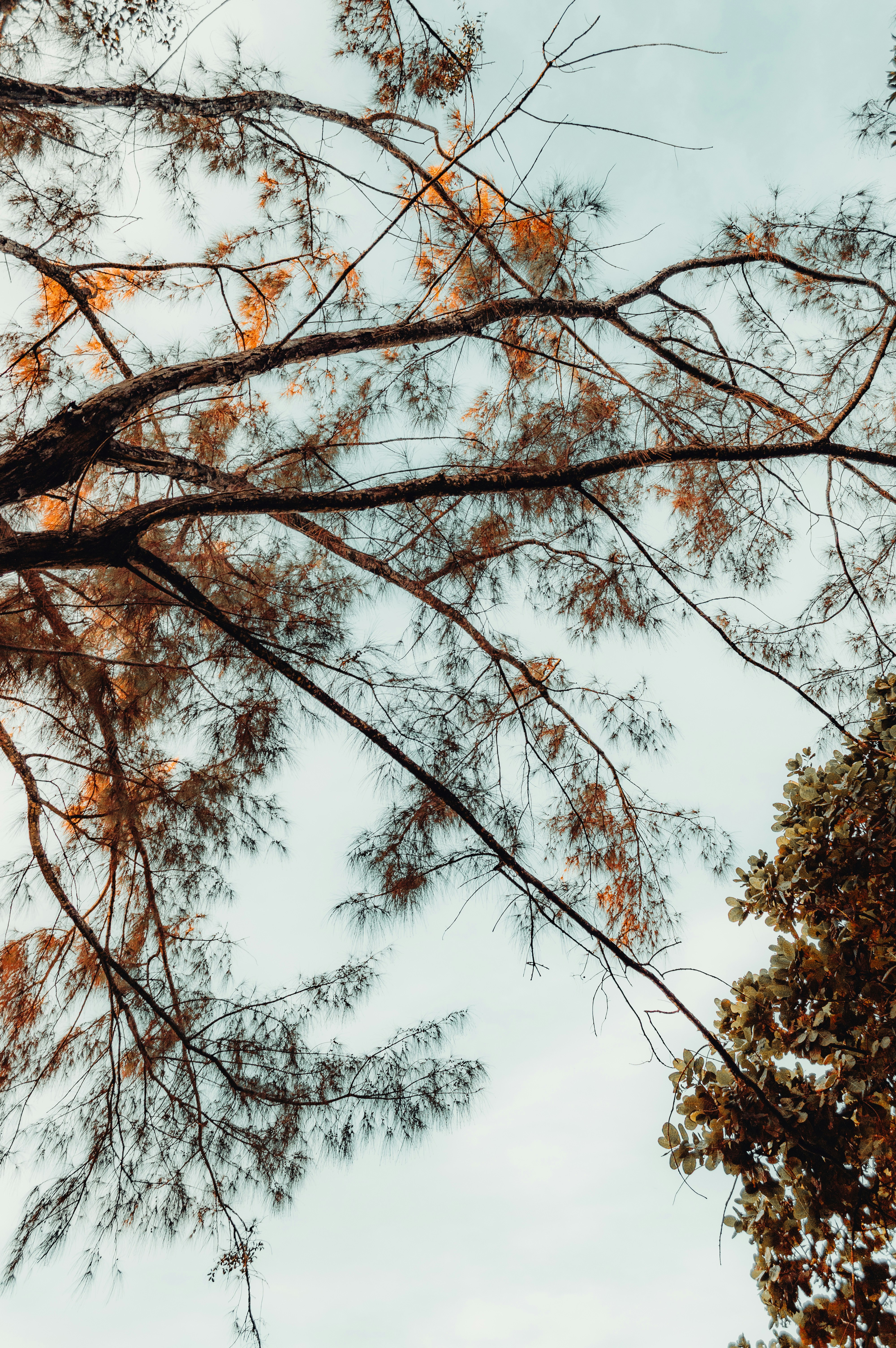 Branch lines stretch across a pale sky in late-day light