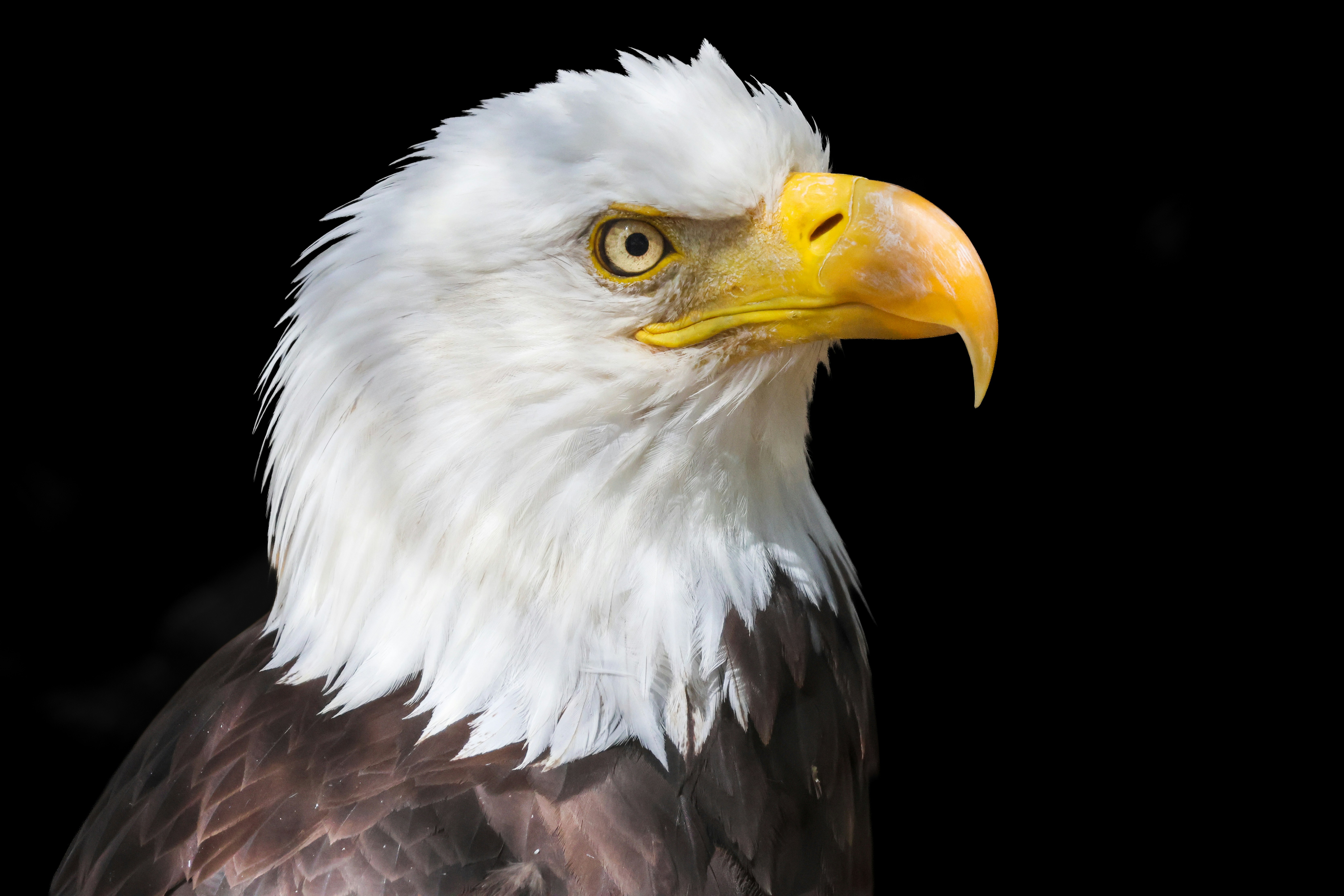 Focused Gaze: Close-up of a Bald Eagle's Intense Eye
