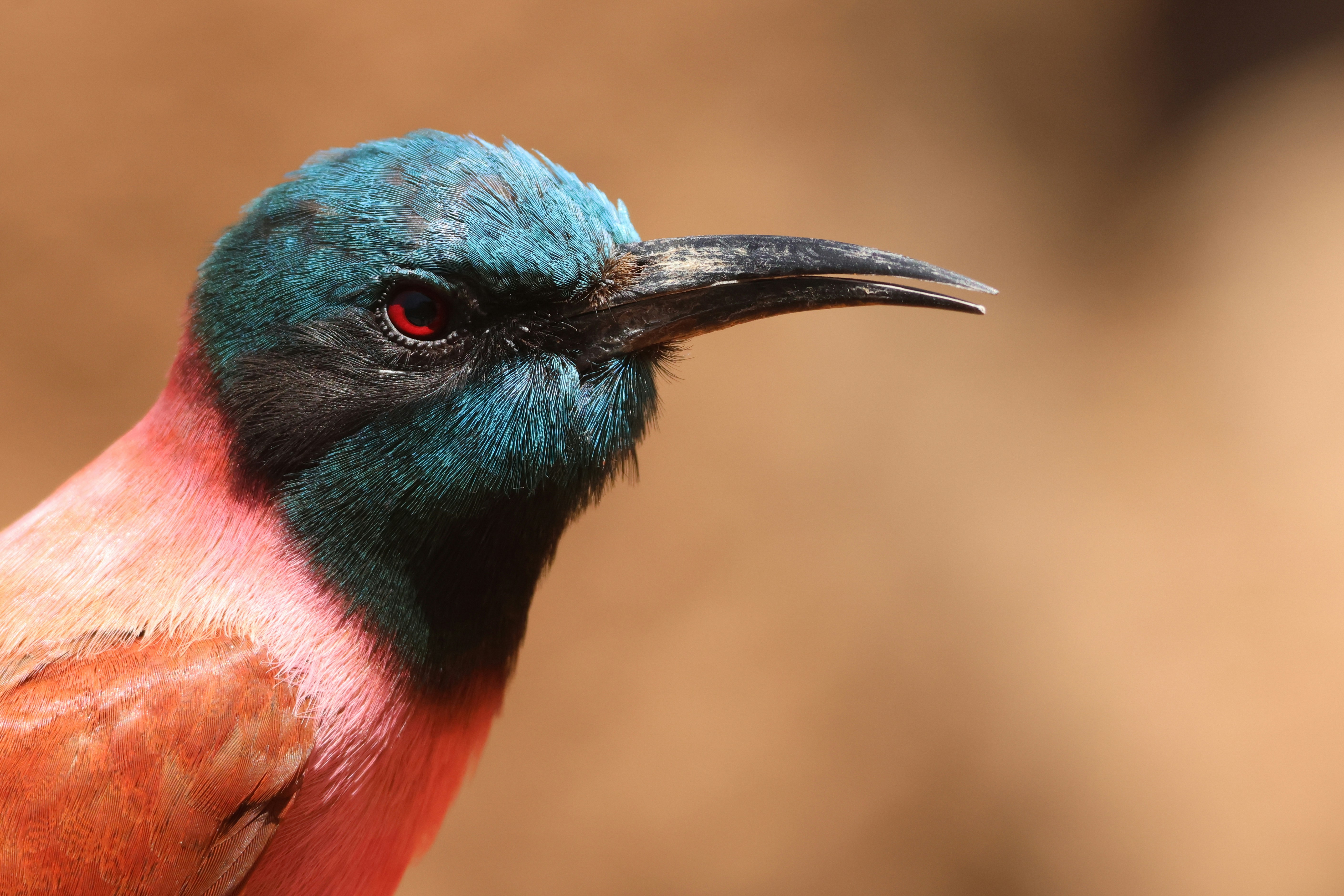 Azure Crowned Hunter with Reddish Chest in Profile