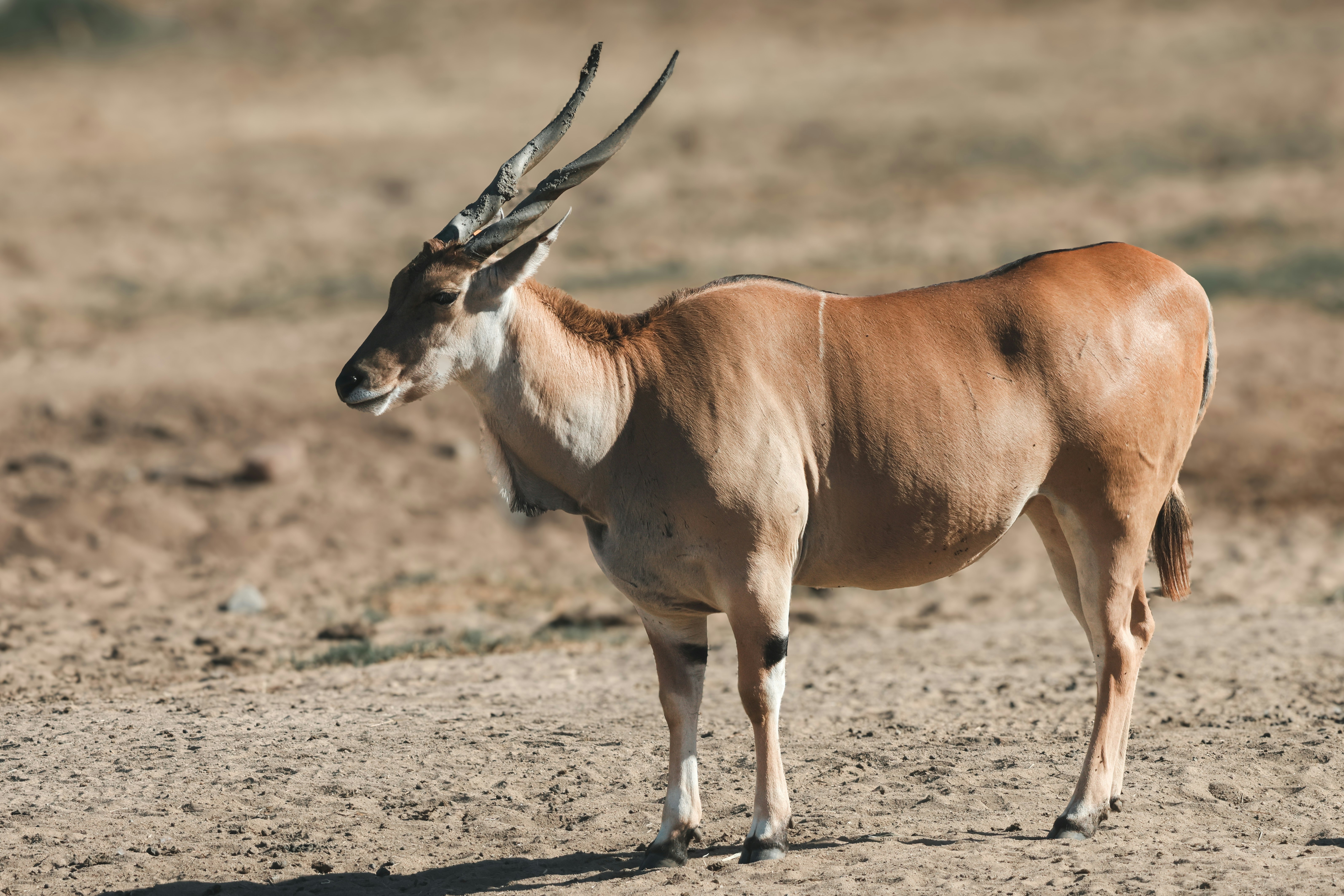 Herder of the Dry Plains: An Oryx in Dappled Light