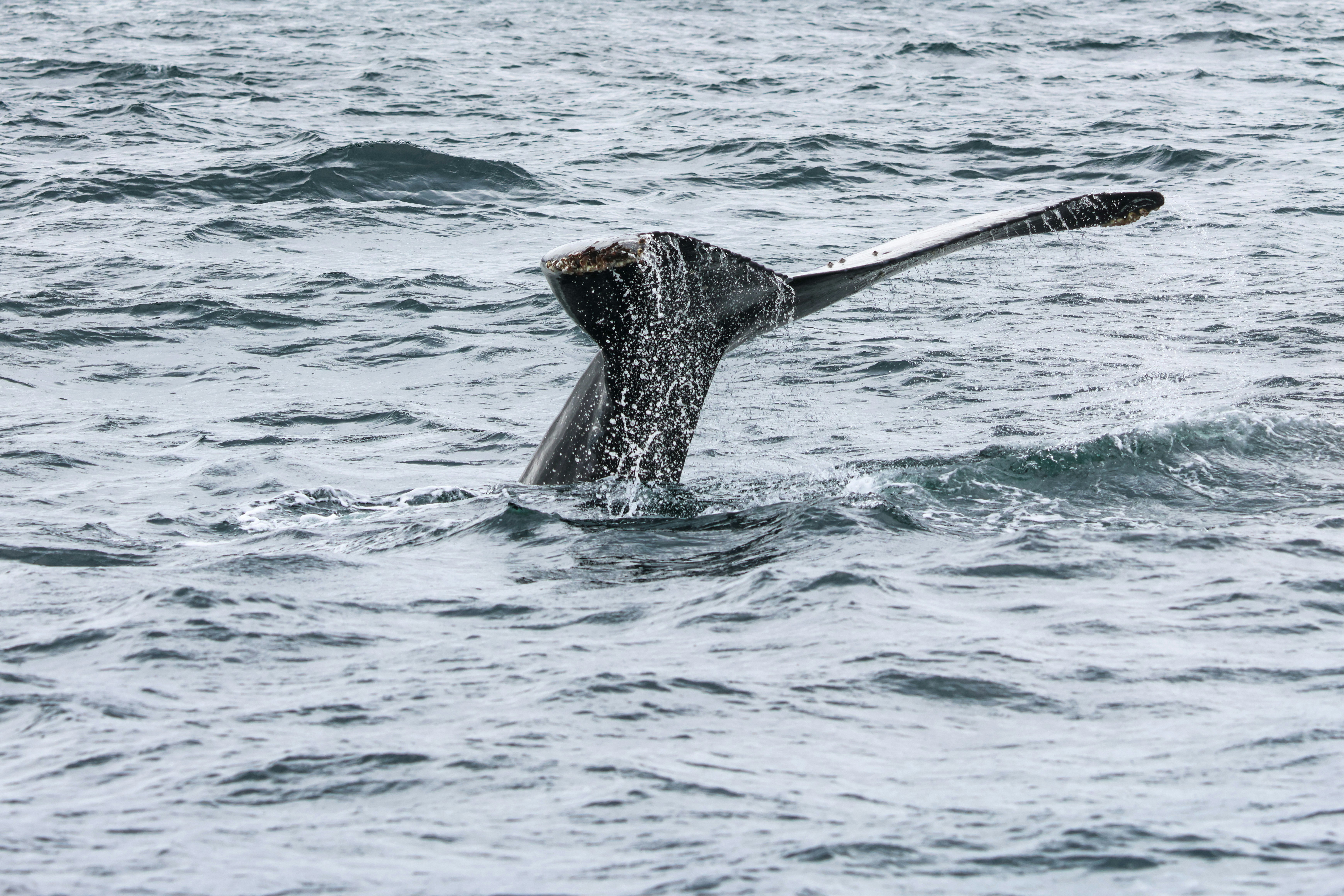 Tail Above the Surging Blue: A Whale Fluke Breaks the Surface