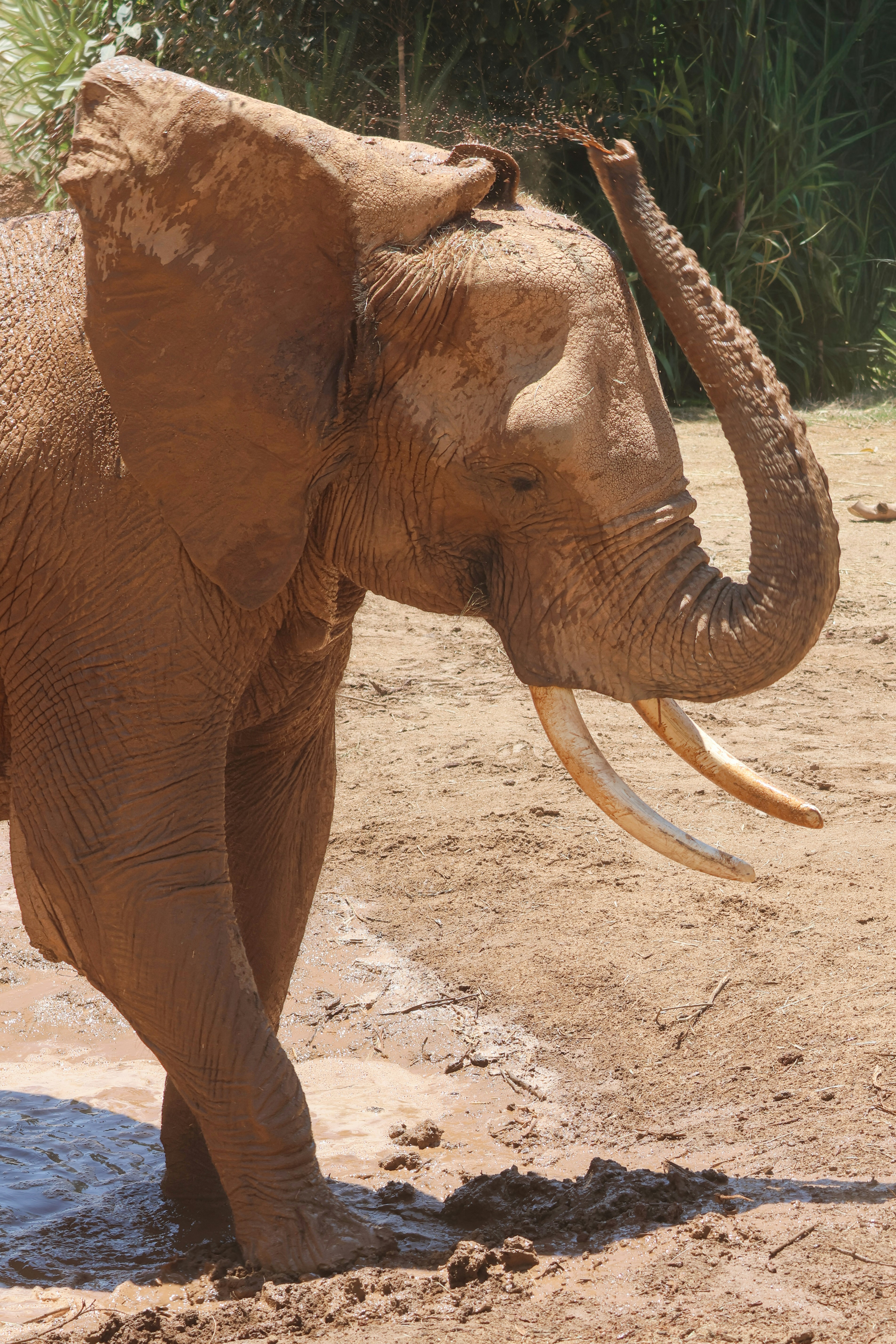 Dusty Trunk: A Close Portrait of a Mud-Covered Elephant Amid Heat and Sun