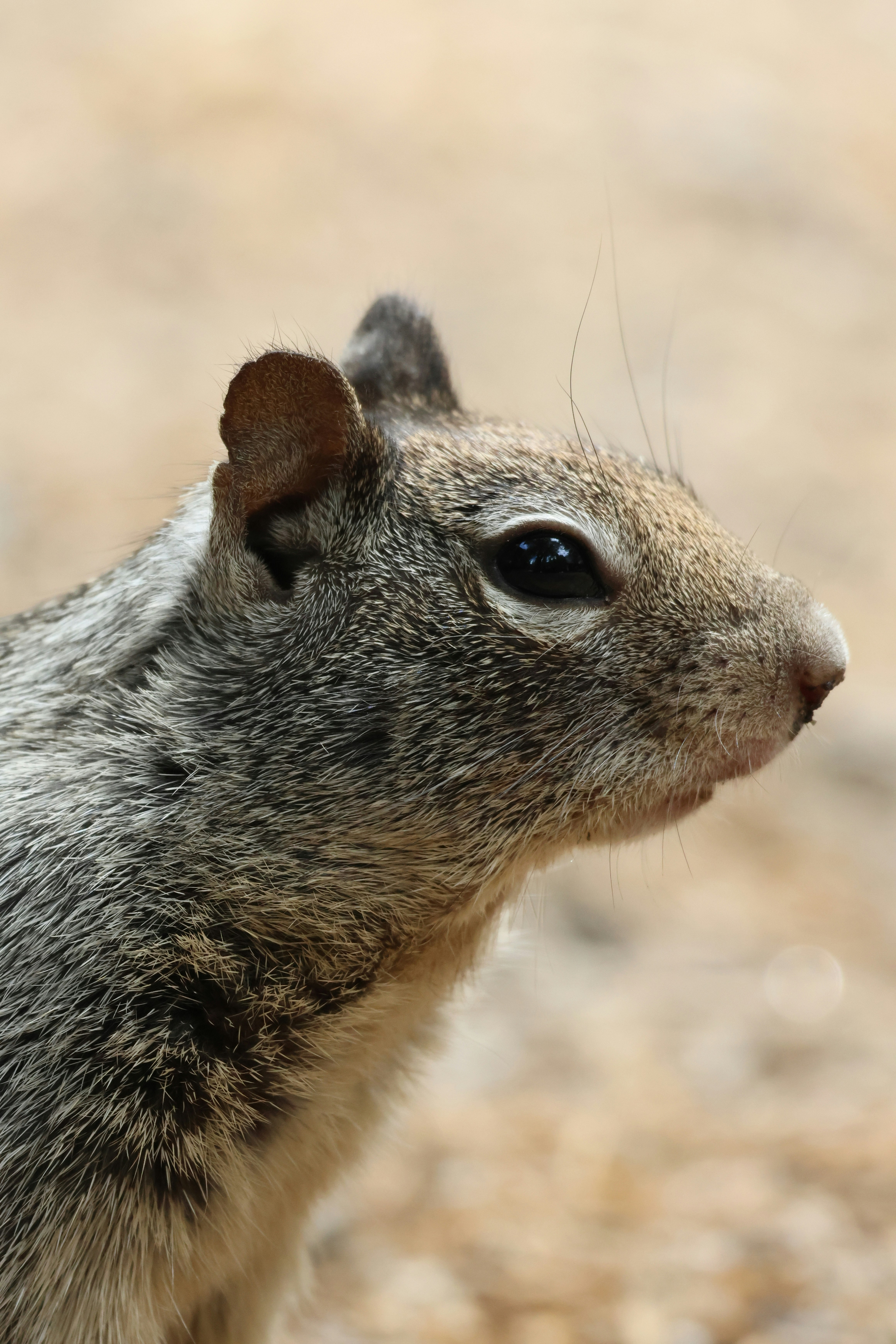 Close-Profile of a Curious Ground Squirrel in Soft Focus Desert Light