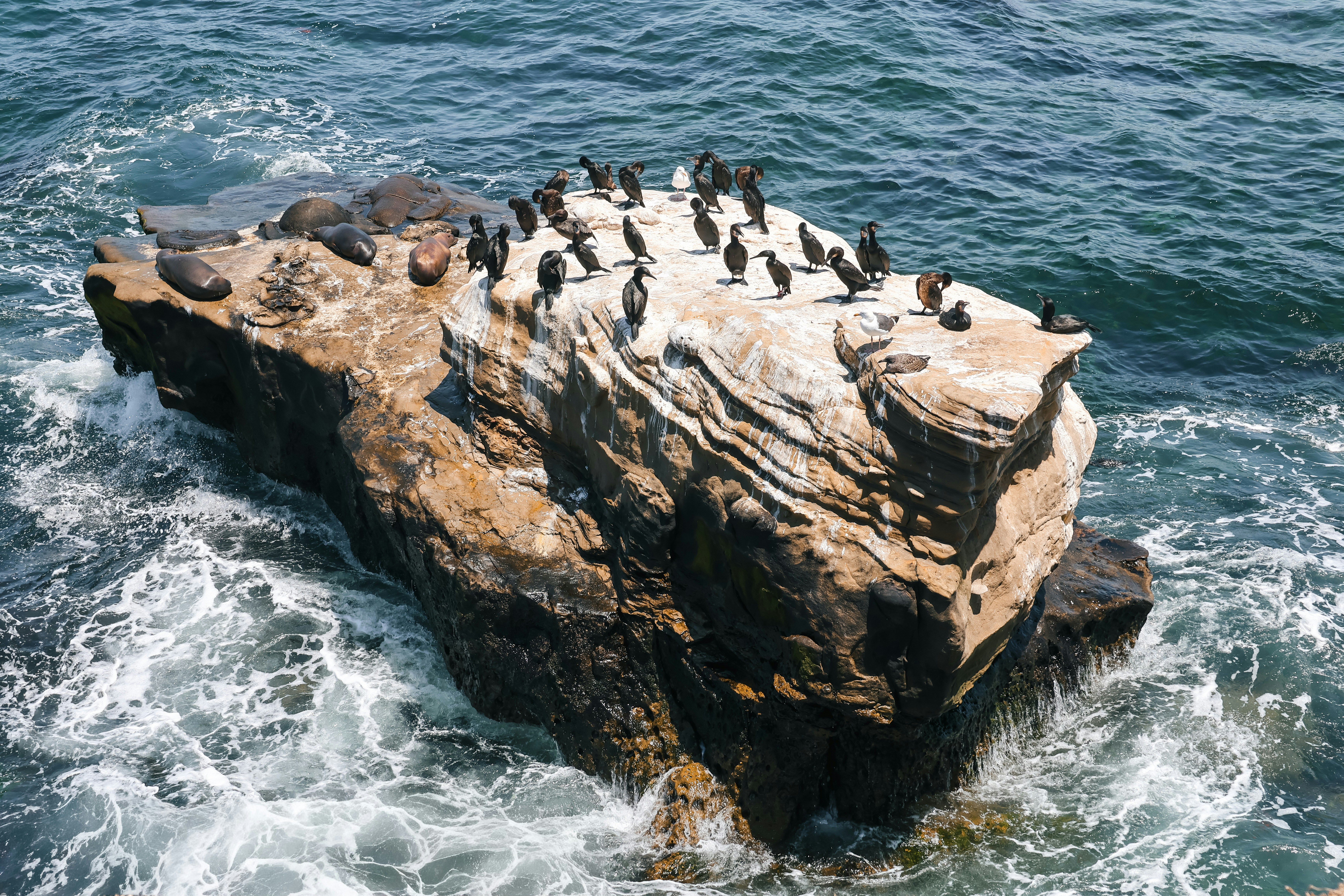 Seabird Colony on a Ledge: A Lone Cliff of Life Over the Sea