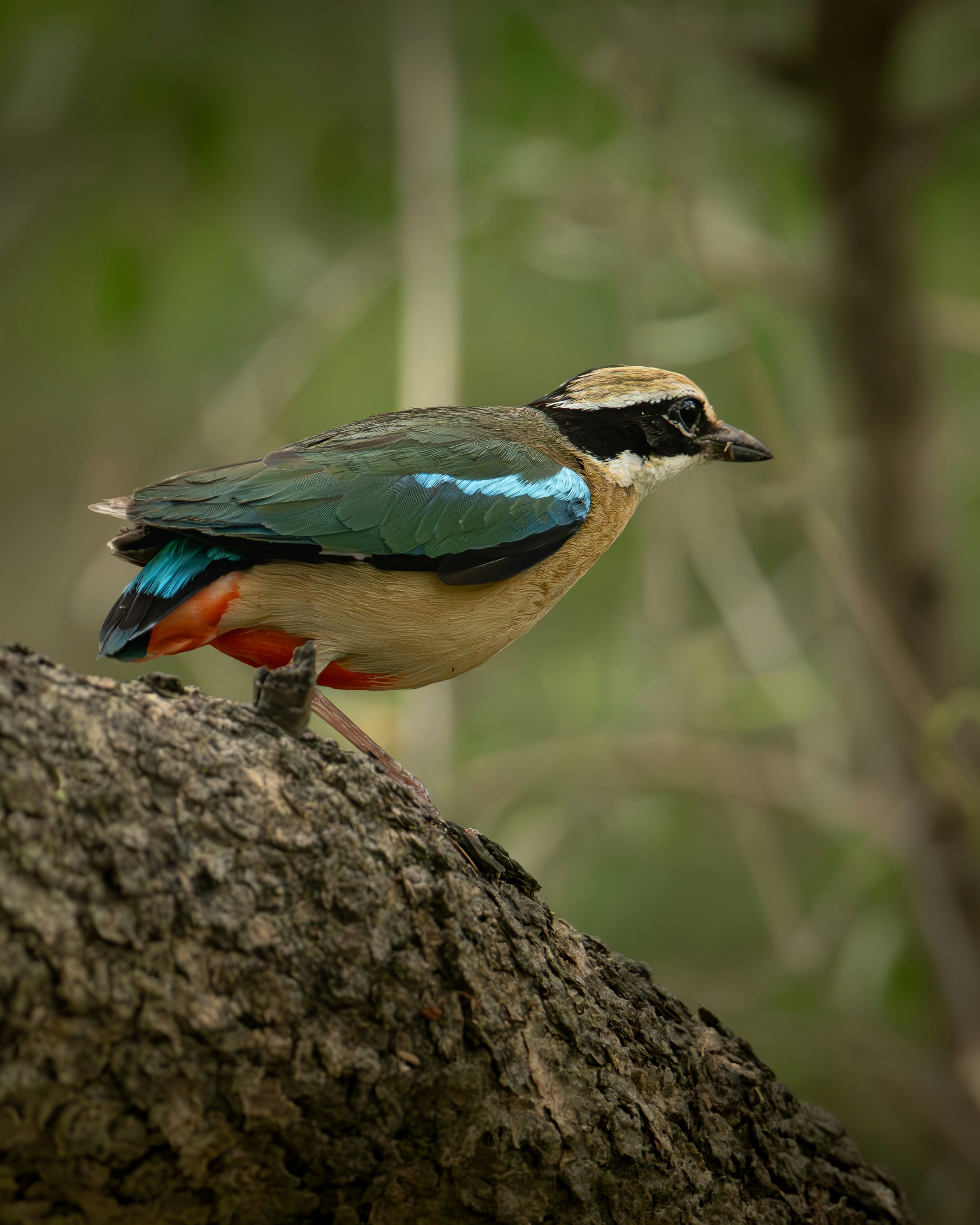 Azure-Winged Perch: A Blue-Backed Bird in Focus on a Barked Perch