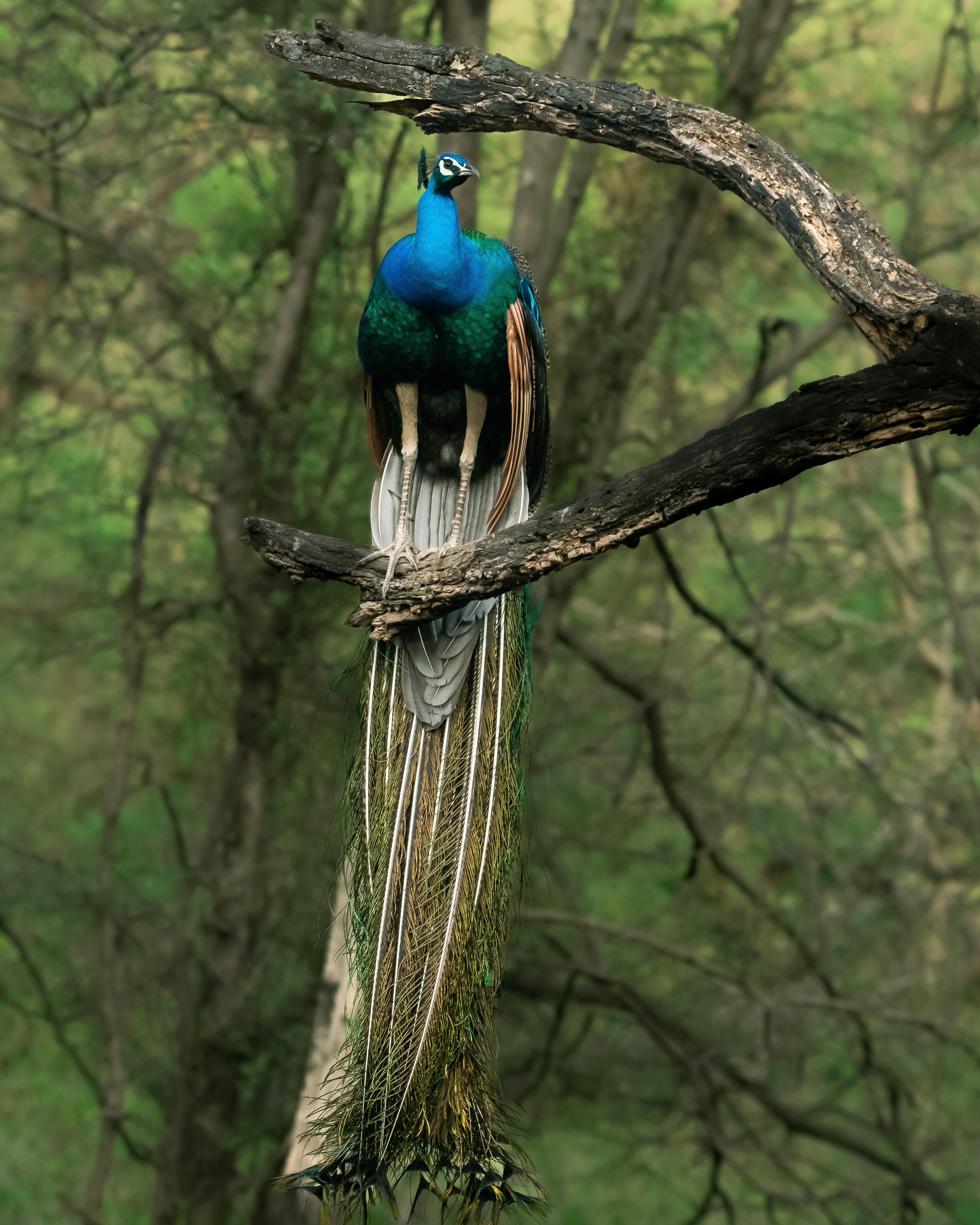 Peacock in rain…