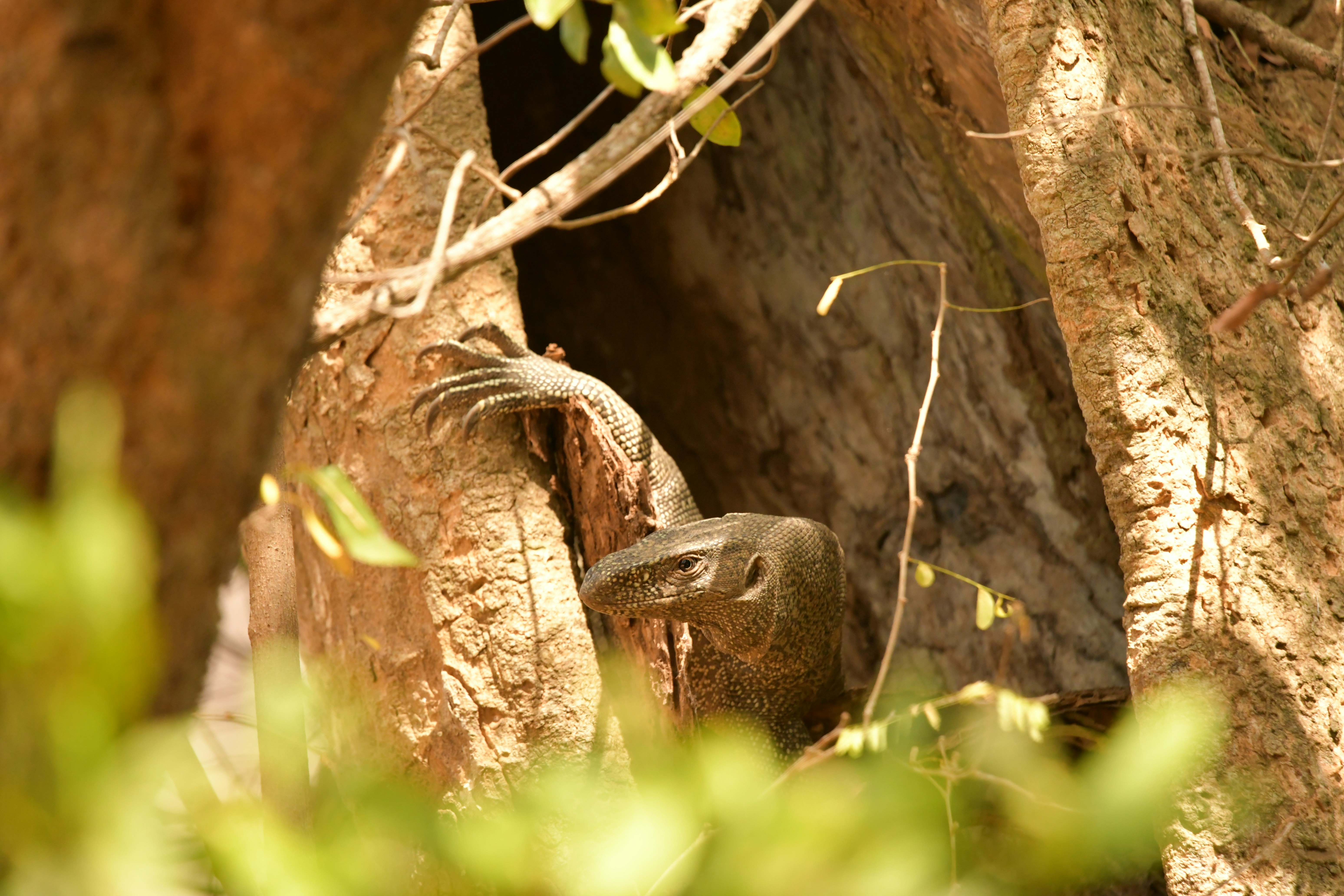 Hidden Sentinel: A Lizard Emerges from a Tree Hollow