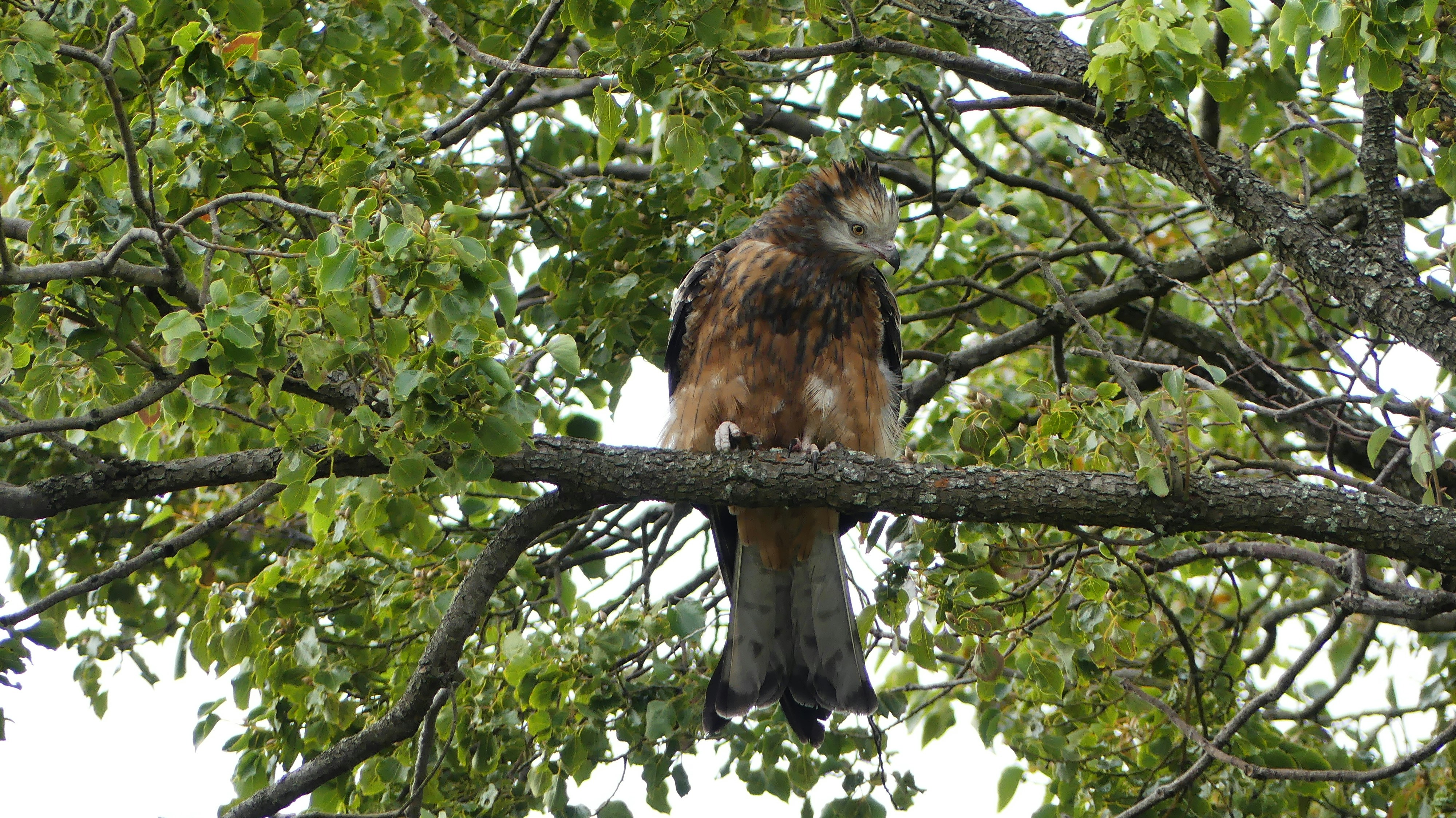 Raptor on a Branch: Quiet Vigil in the Canopy