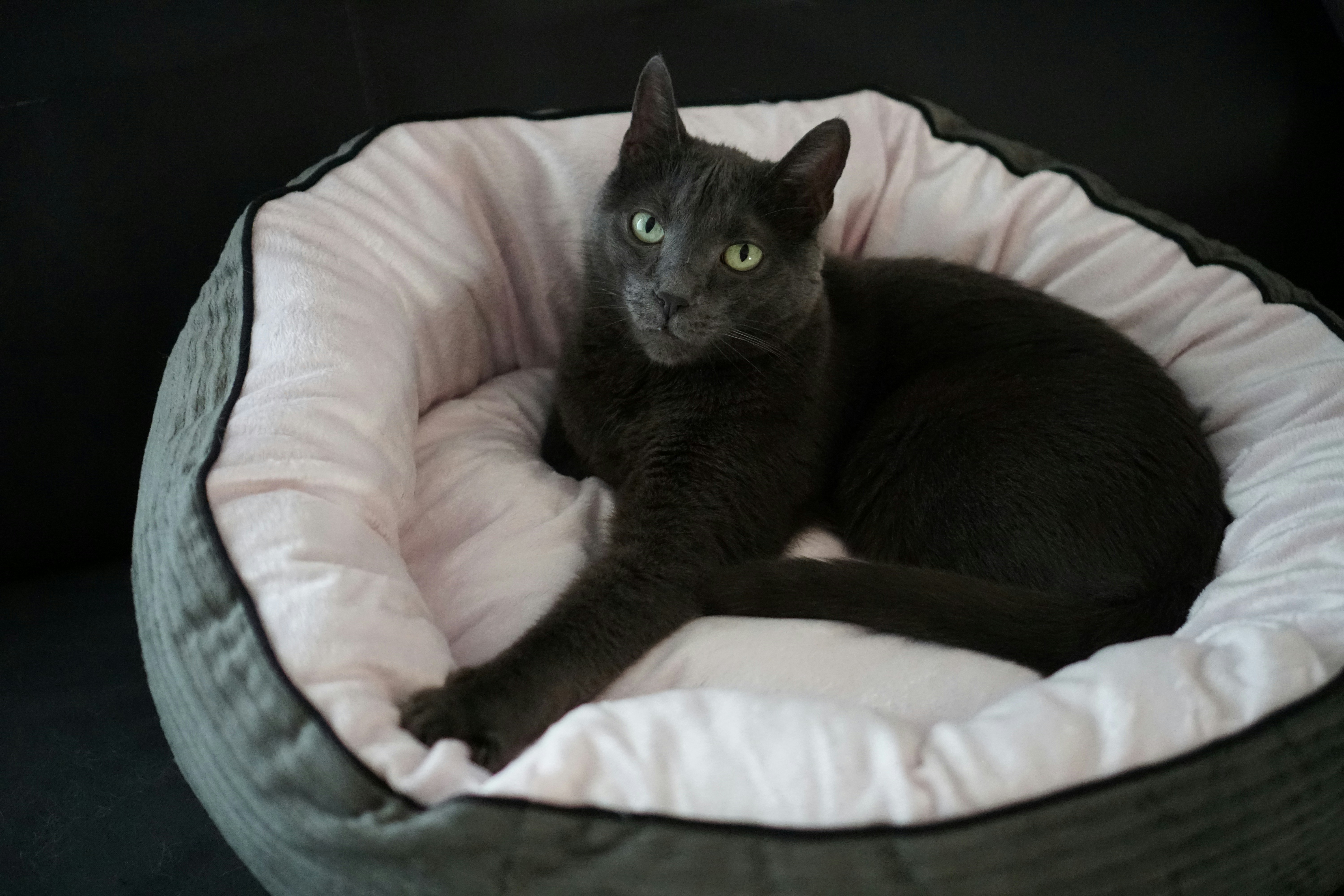 Midnight Velvet: a lounging black cat with pale pink bed