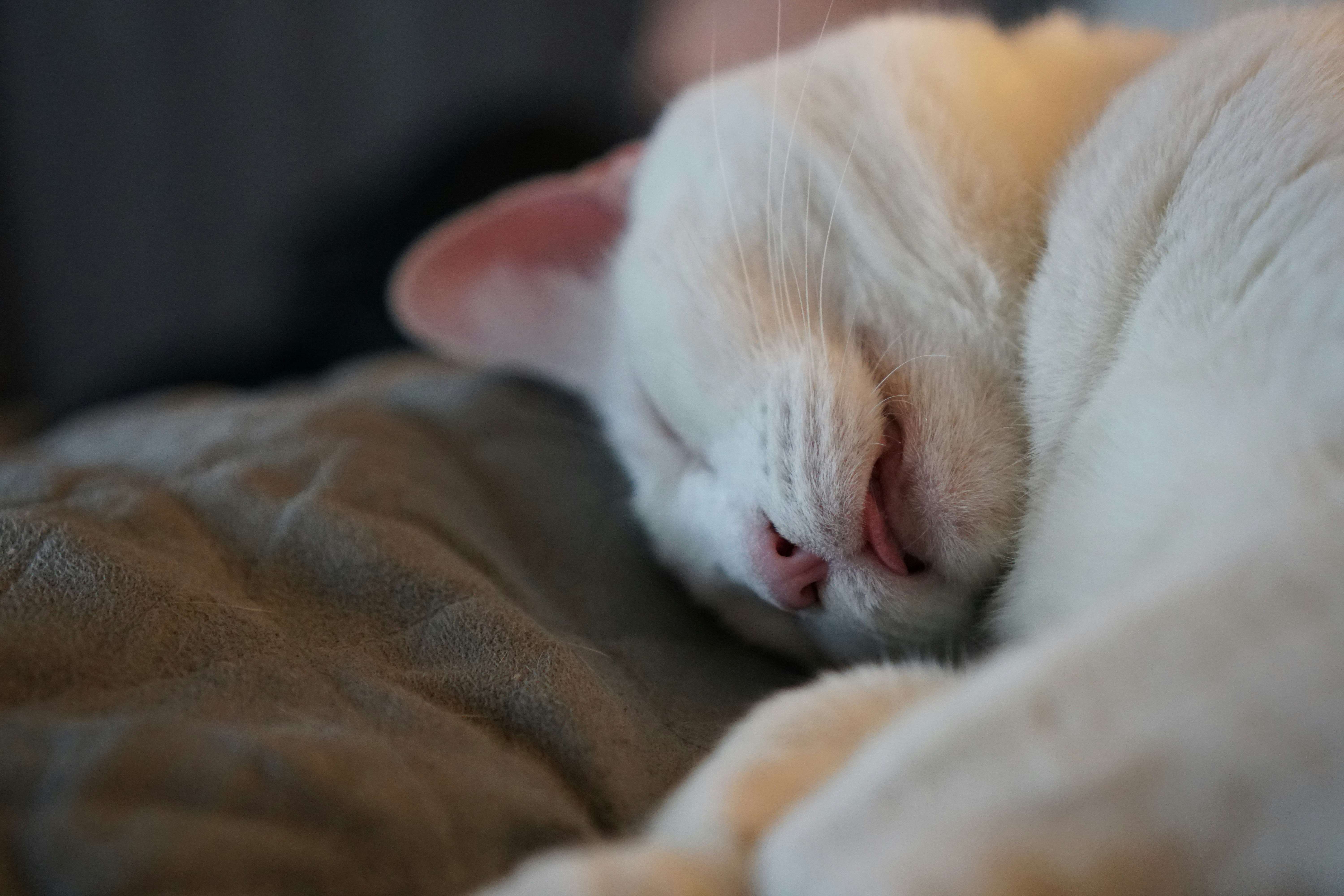 Tender Slumber: Close-Up of a Cat's Quiet Repose