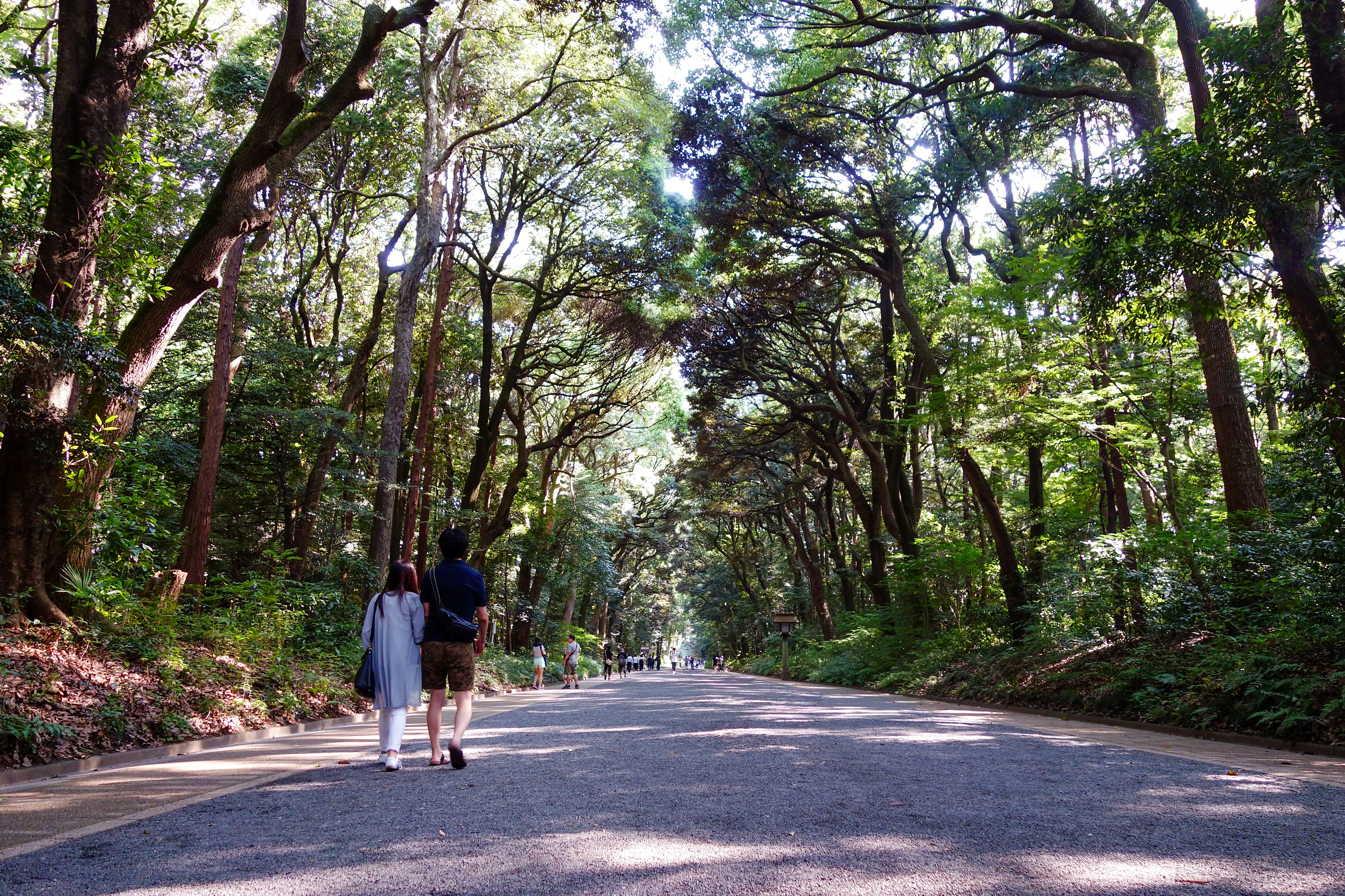 A Quiet Walk Under a Cathedral of Leaves