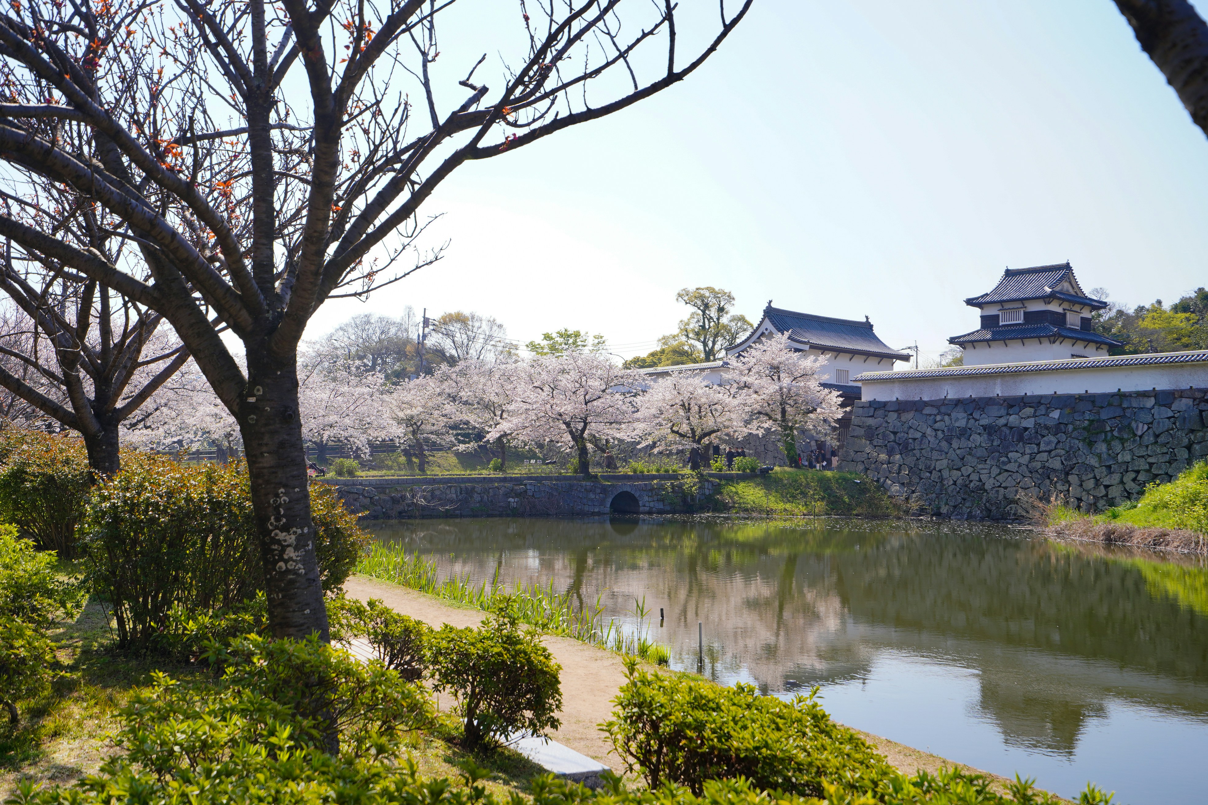 Blossoms and Stone: A Quiet Moment at the River Fortress