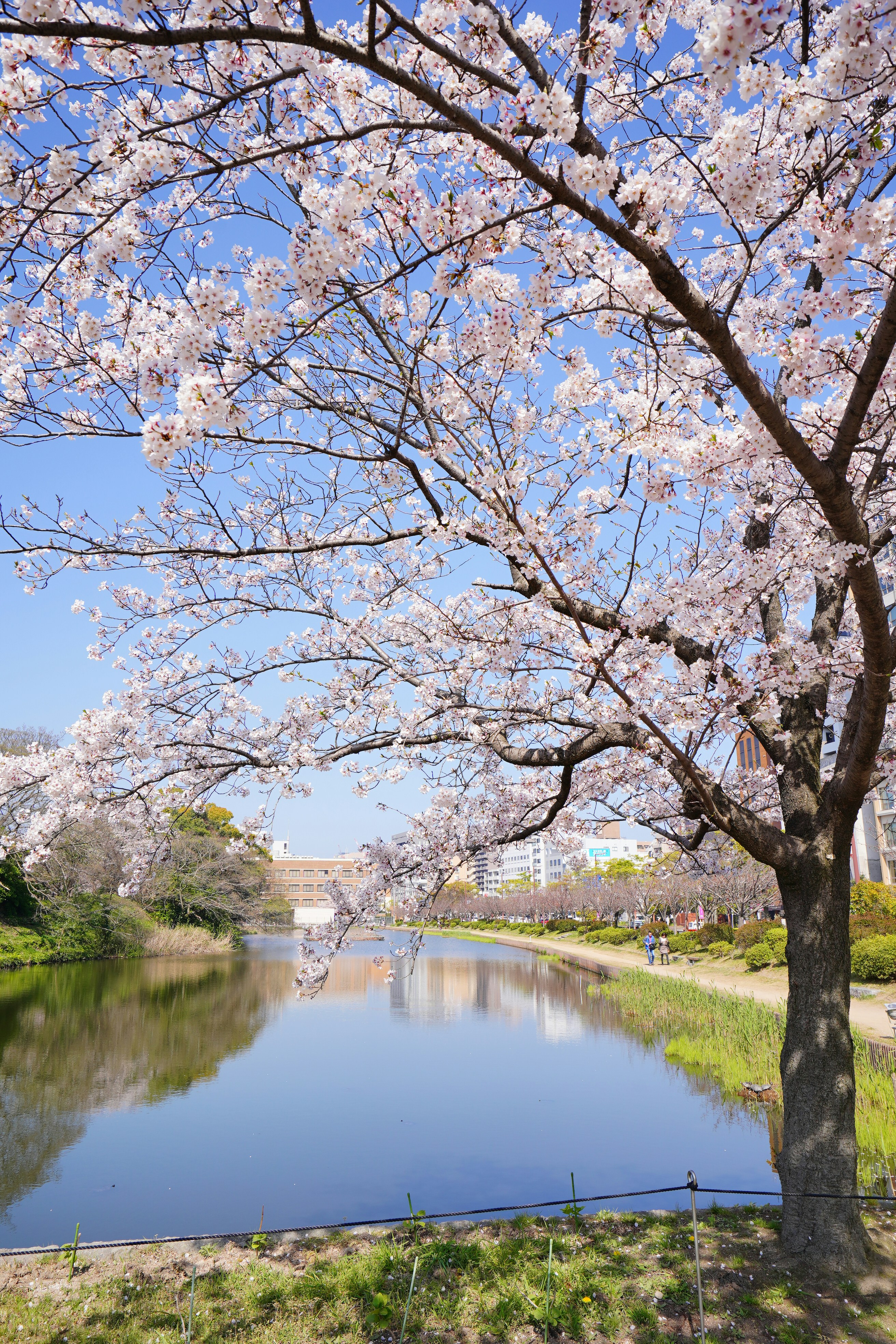 Cherry Orchard Over River: Spring Light on a Tranquil Canal