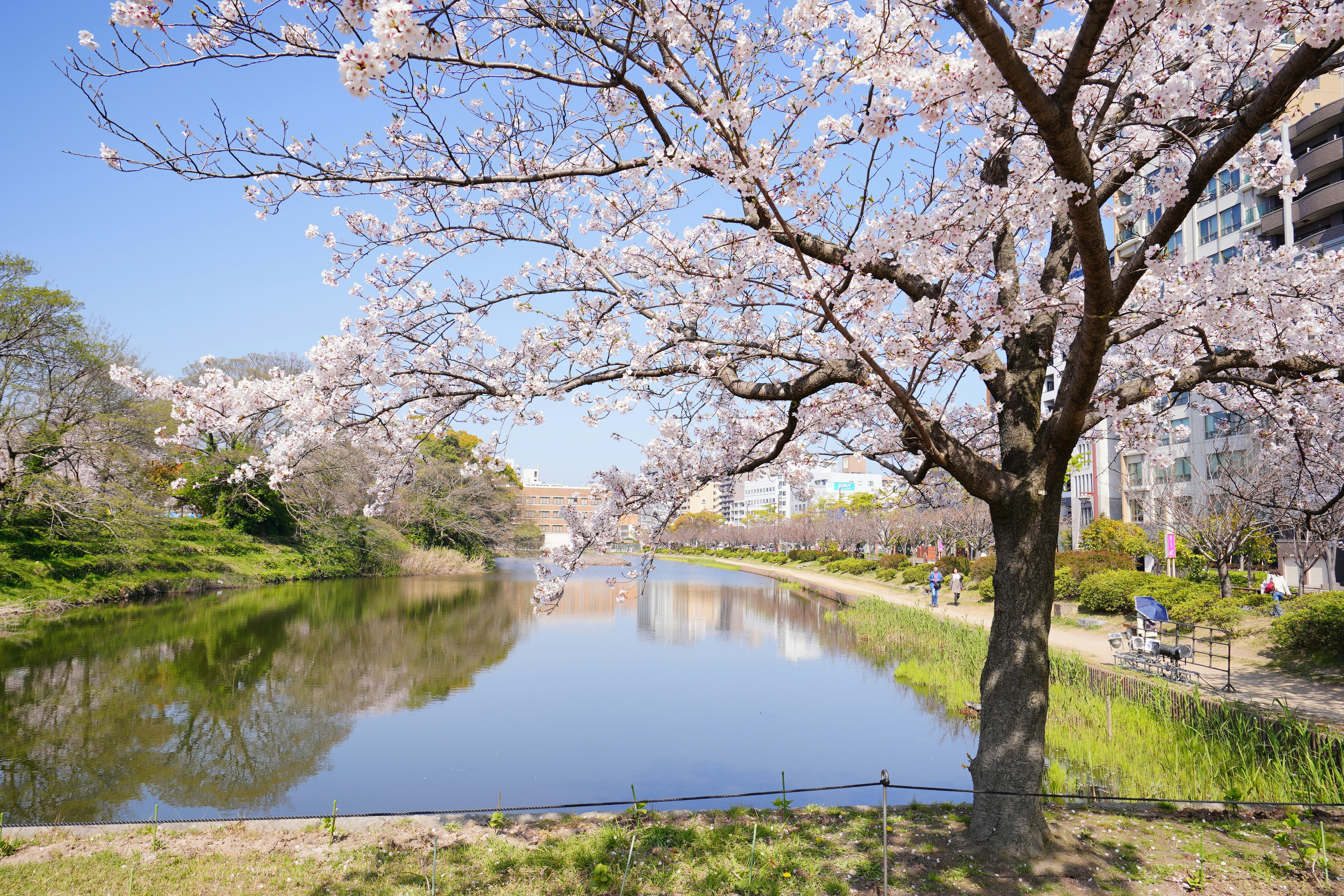 Cherry Blossom Arcades Over a Calm City Canal