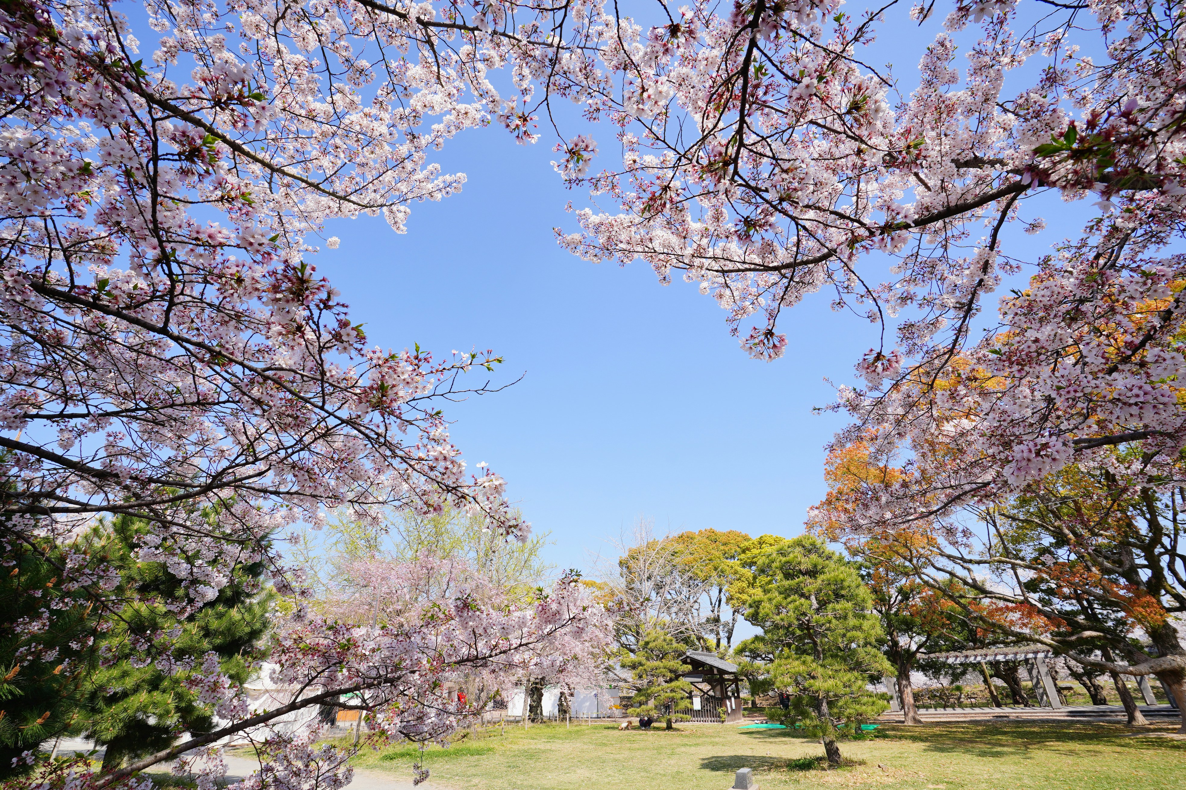 Cherry Blossom Canopy Over a Tranquil Park Path
