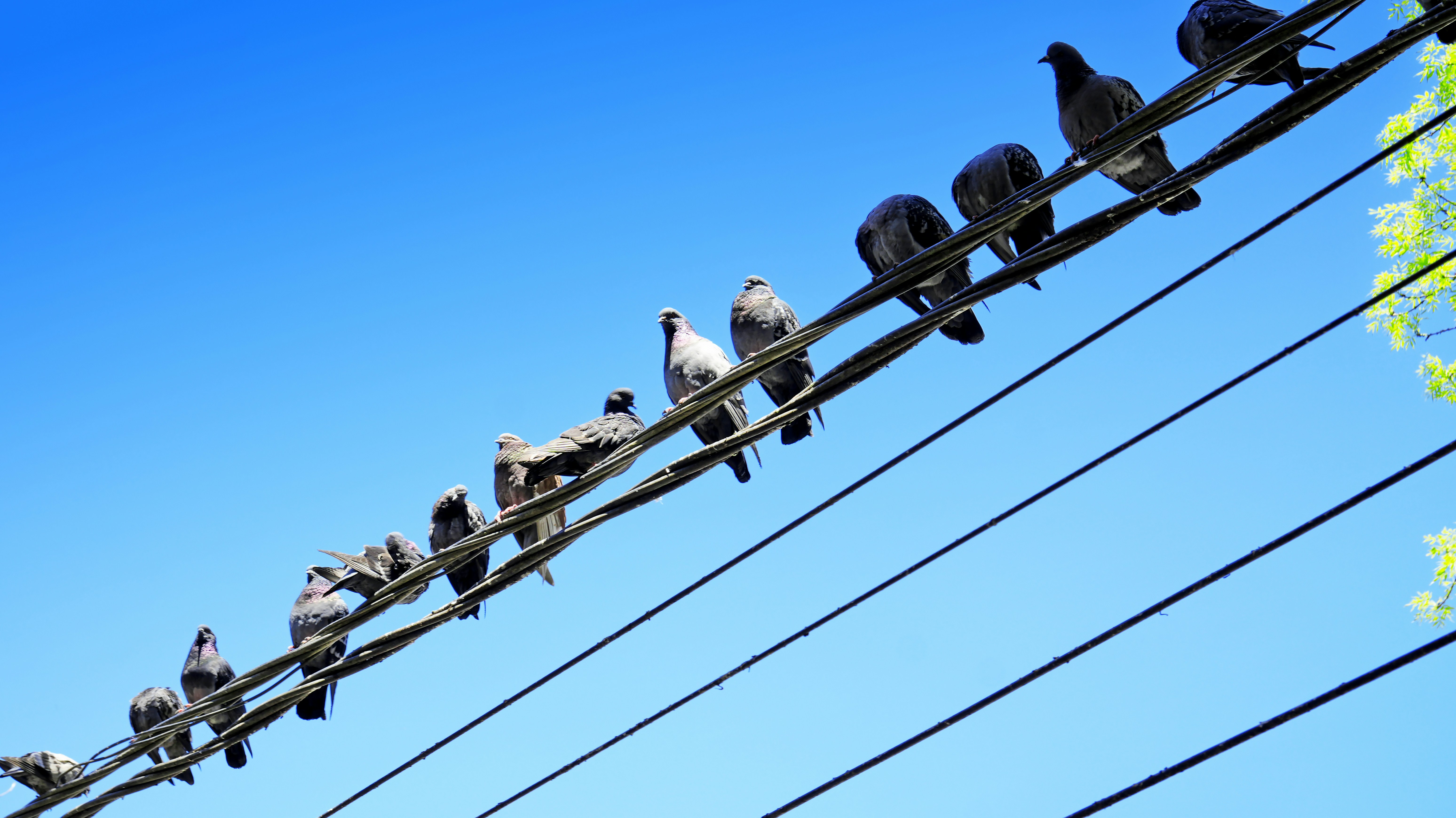 Line of Dusk-Tinted Wings: Pigeons Along the Power Lines