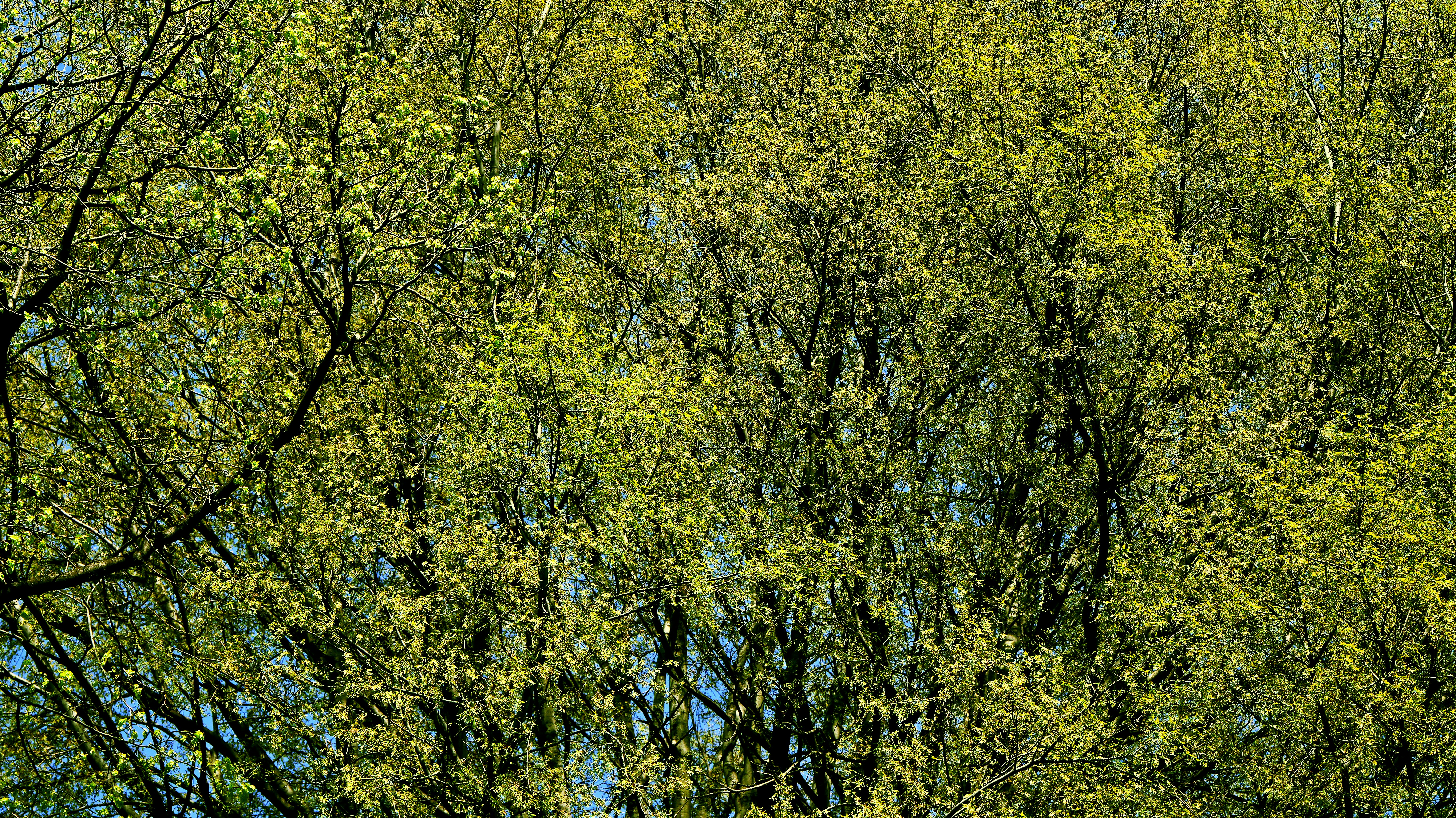 Sunlit Canopy: Fresh Spring Foliage over a Quiet Blue Sky