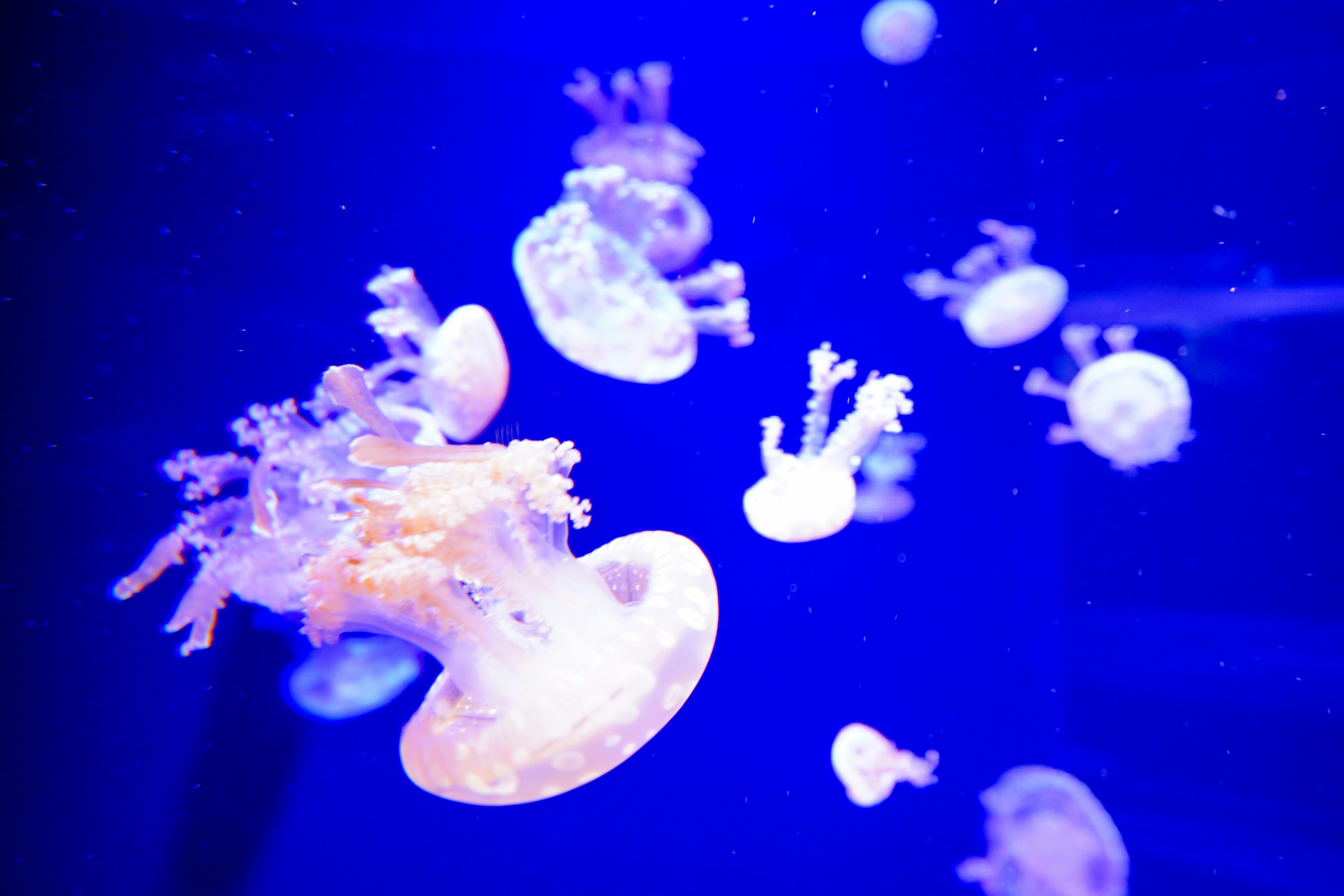 Luminous Jellyfish Drift in Blue Neon Currents
