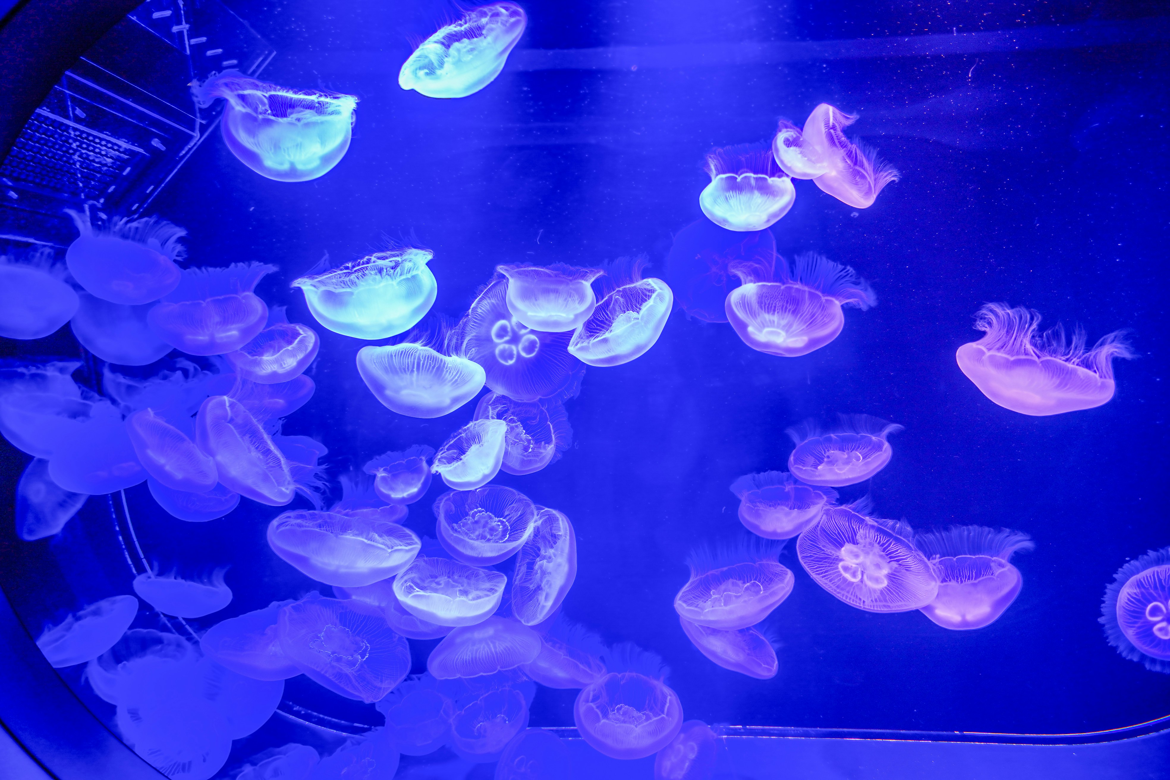 Glowing moon jellyfish drifting in a deep blue-lit aquarium tank at Umi no Nakamichi Marine World in Fukuoka.