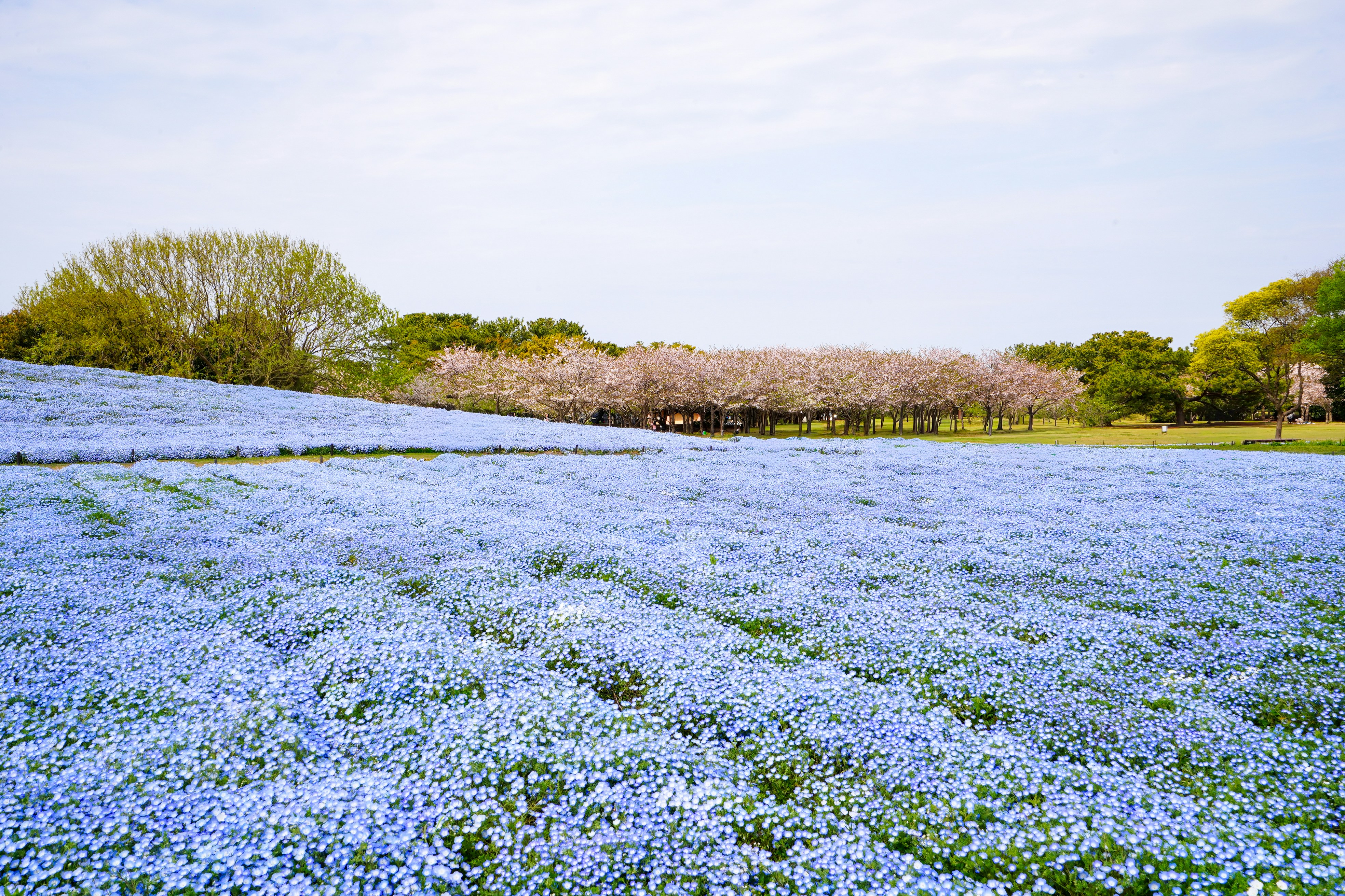 Sea of Blue: a blooming field under a calm spring sky