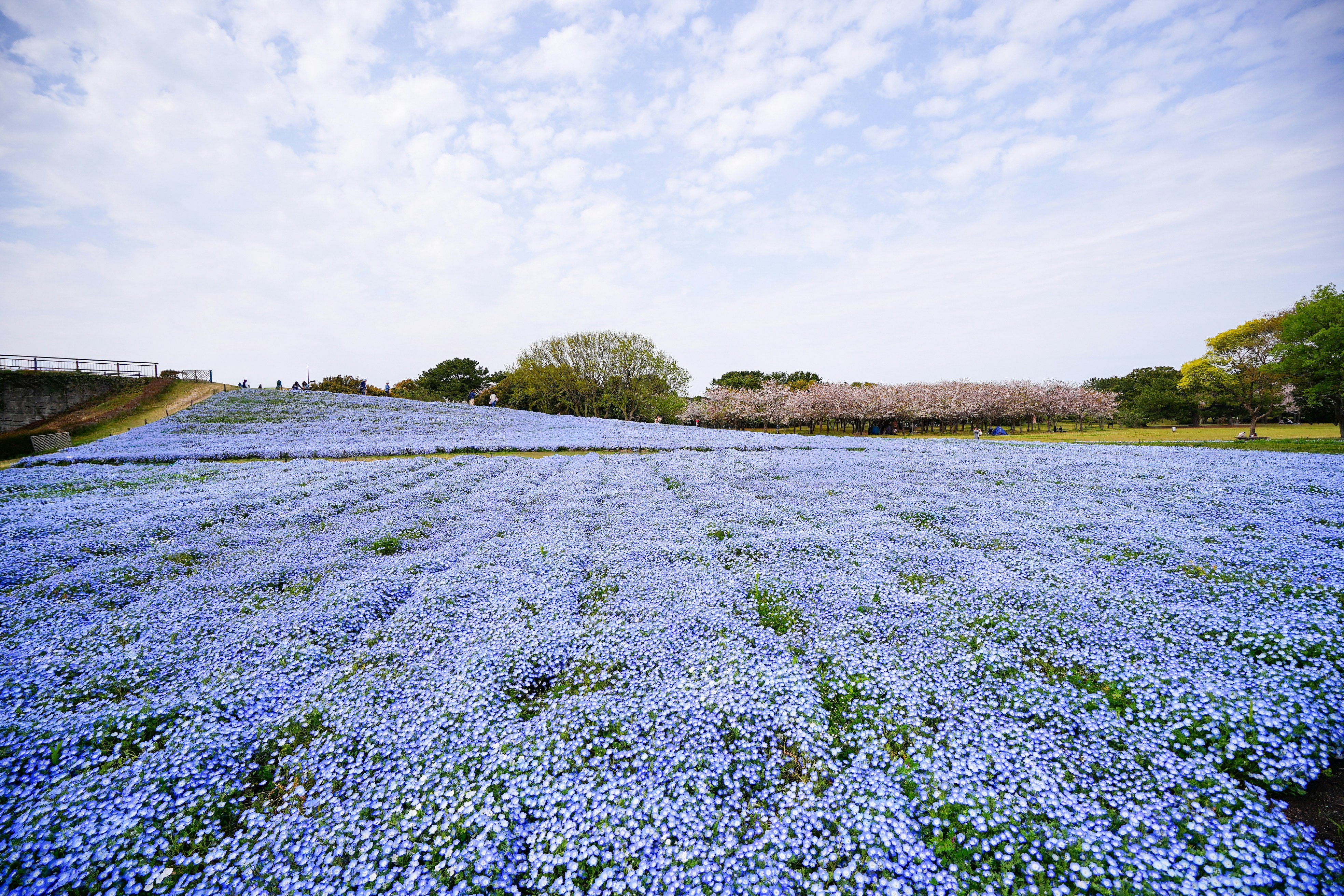 Sweeping view of a nemophila flower hill with visitors strolling near cherry blossom trees under a soft cloudy sky at Uminonakamichi.