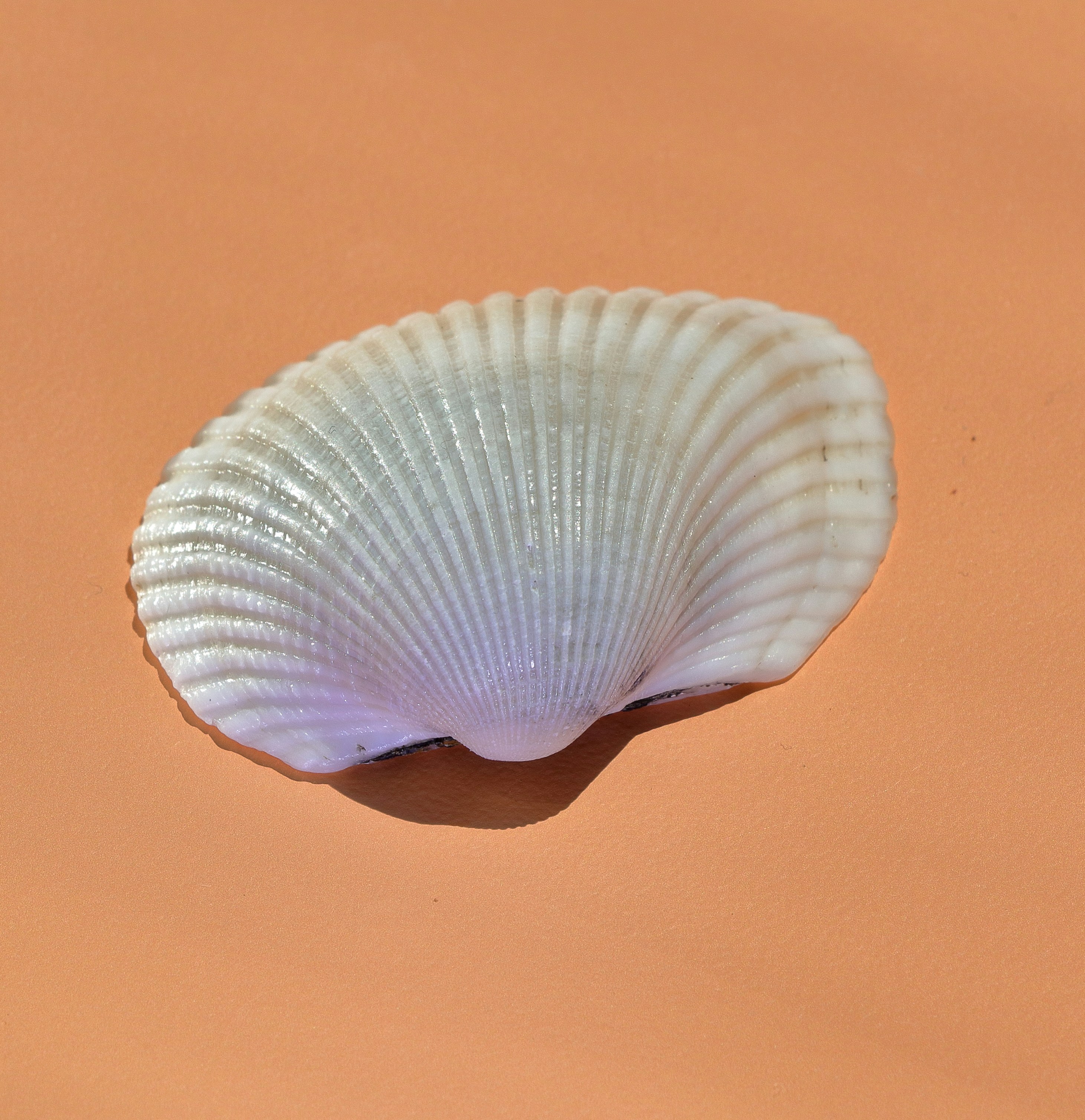 Sunlit Seashell on Coral-Orange Sand