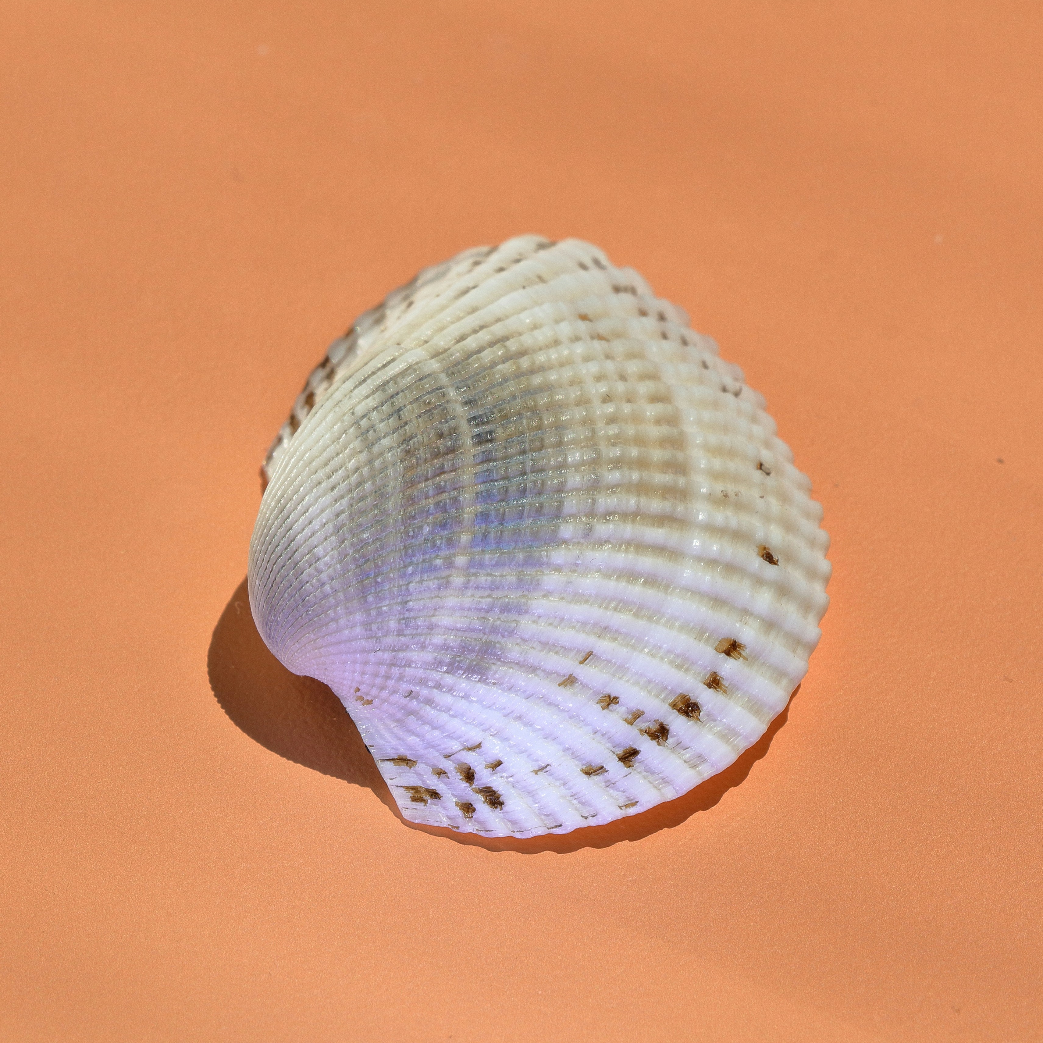 Lone seashell on warm orange sand under soft light