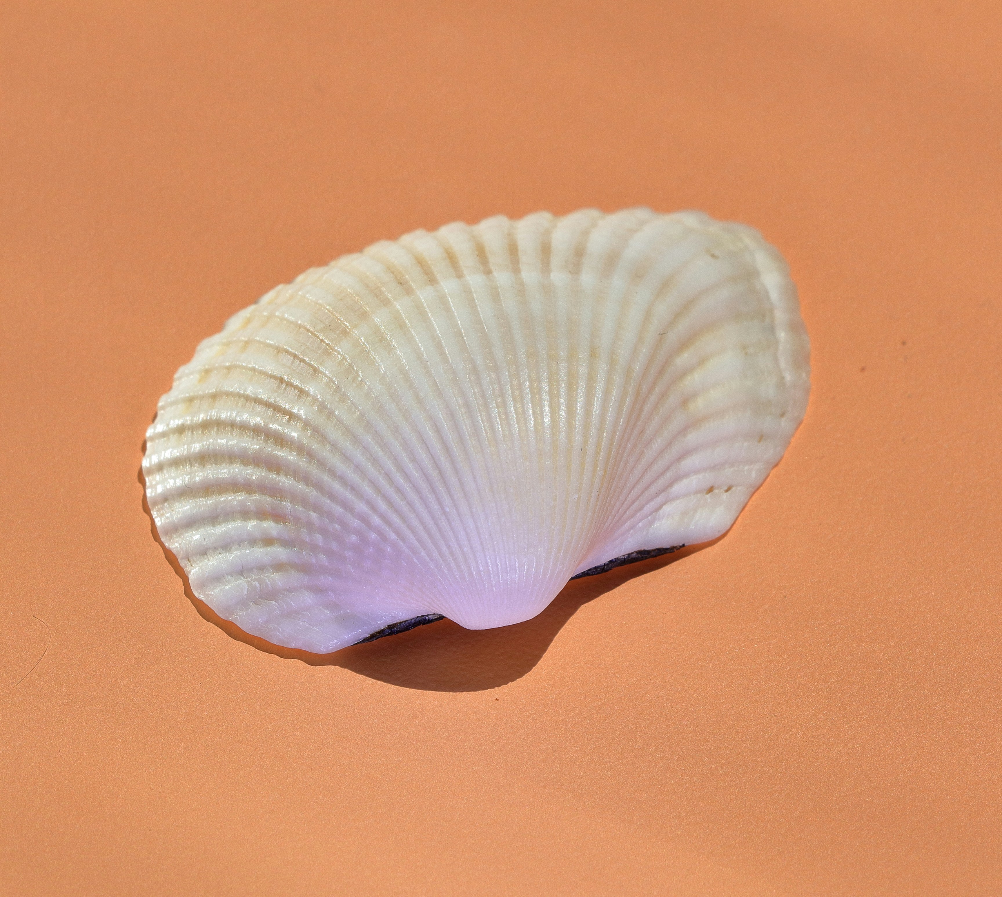 Isolated Seashell on Tangerine Sand: Soft Light and Curved Ridges