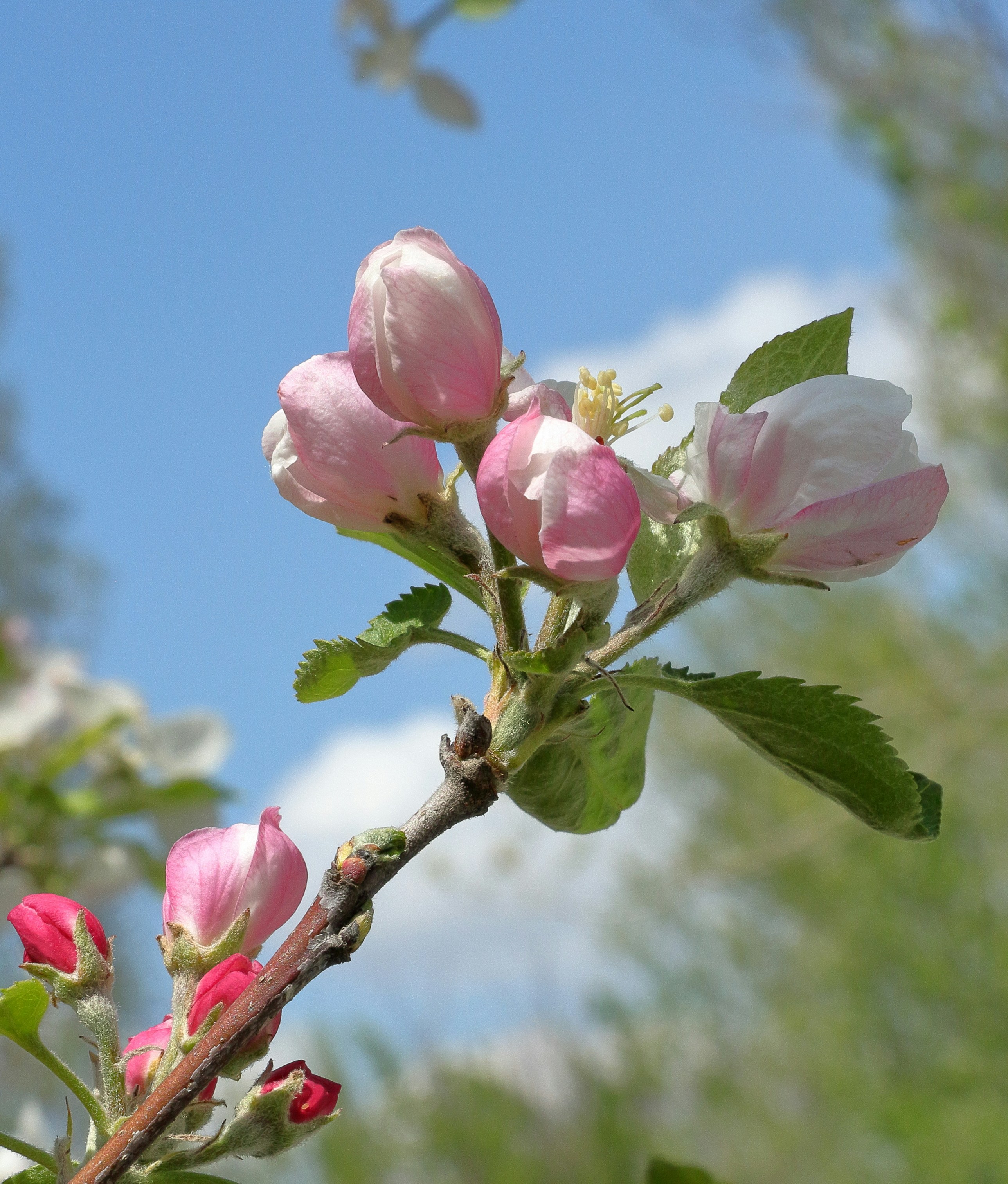 Pink Buds in Sunlit Apple Blossom