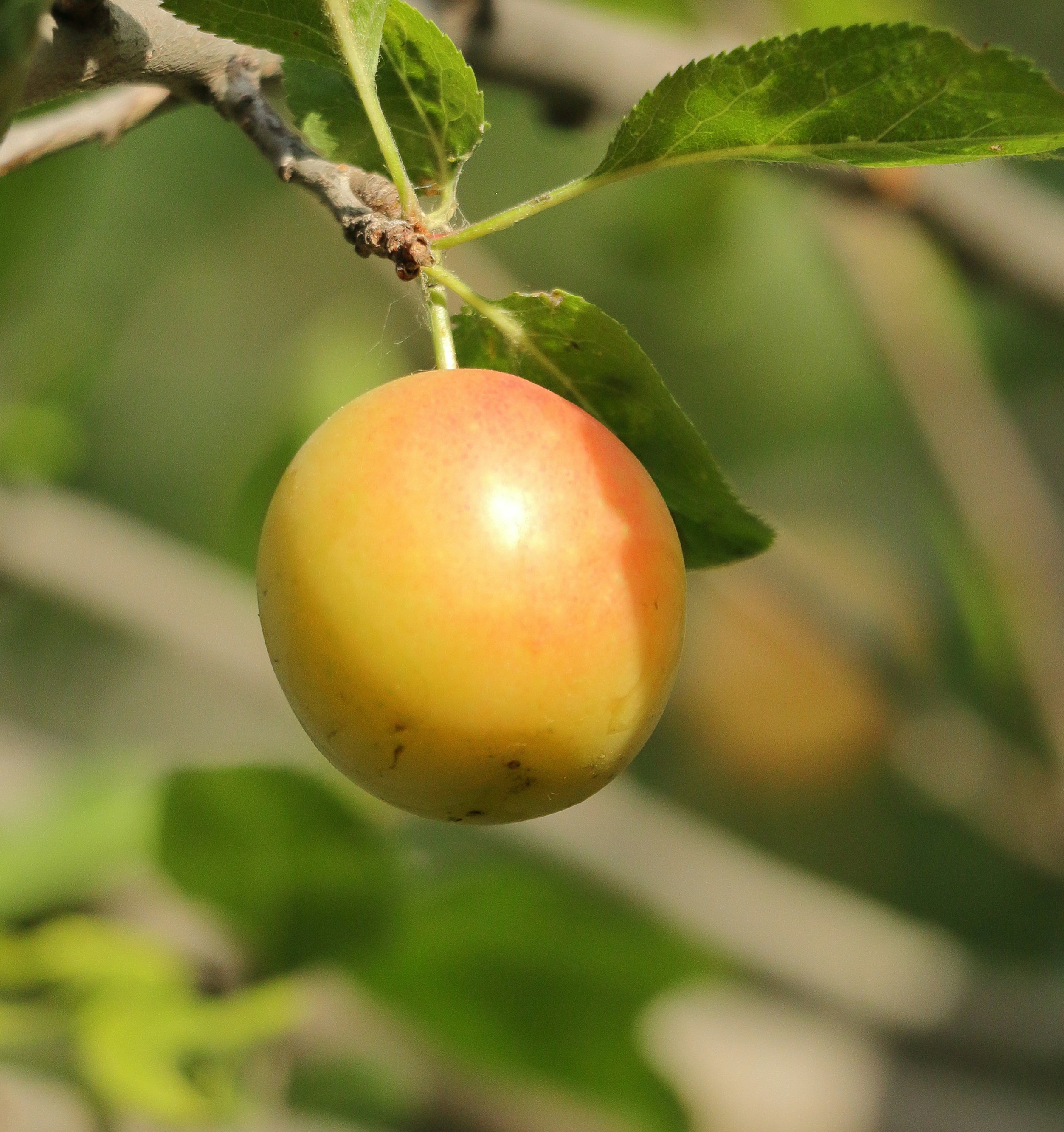 Sunlit Apple Pendant: A Close-Up of a Ripened Moment