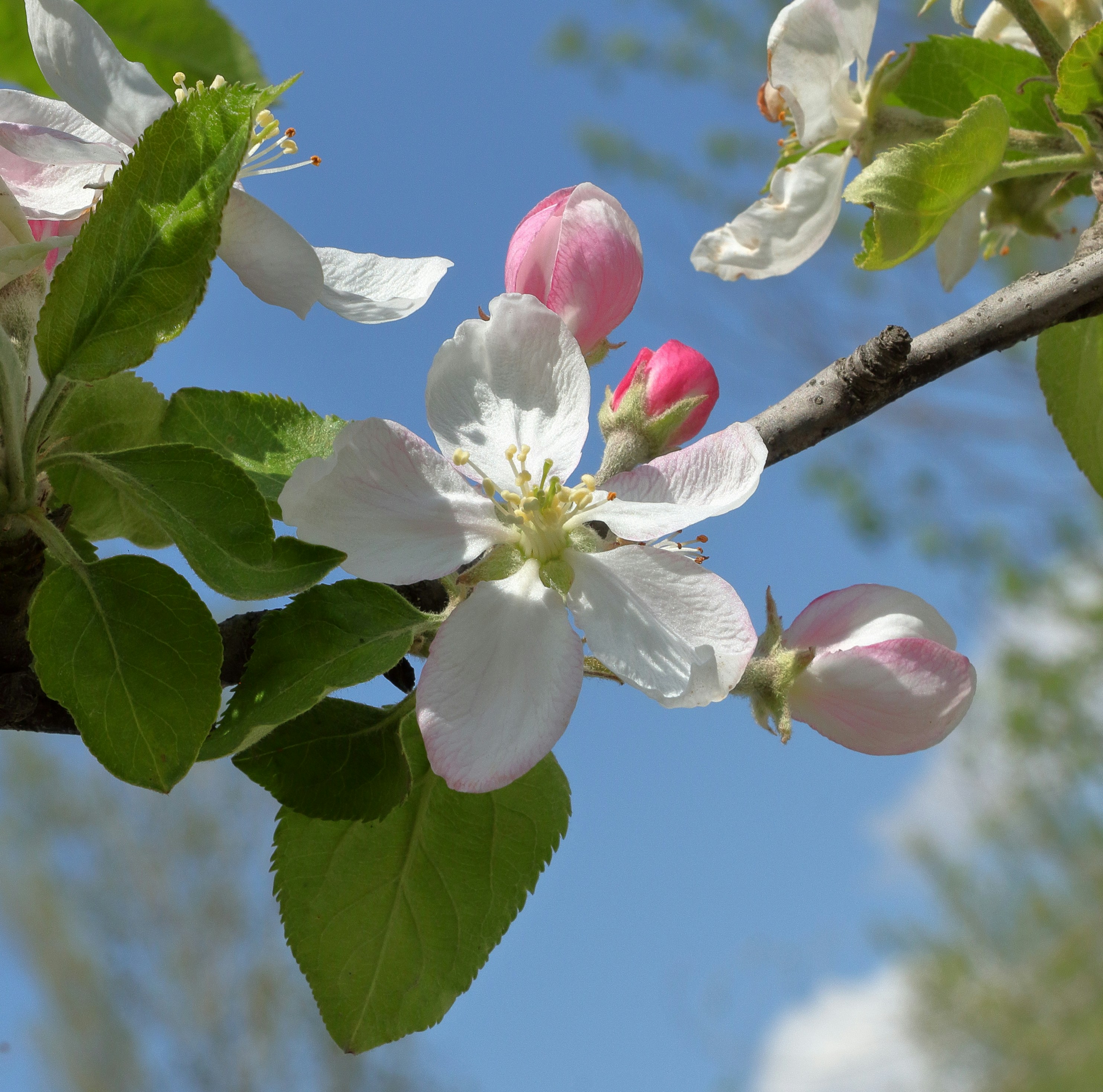 Apple blossoms and pink buds against a blue sky.