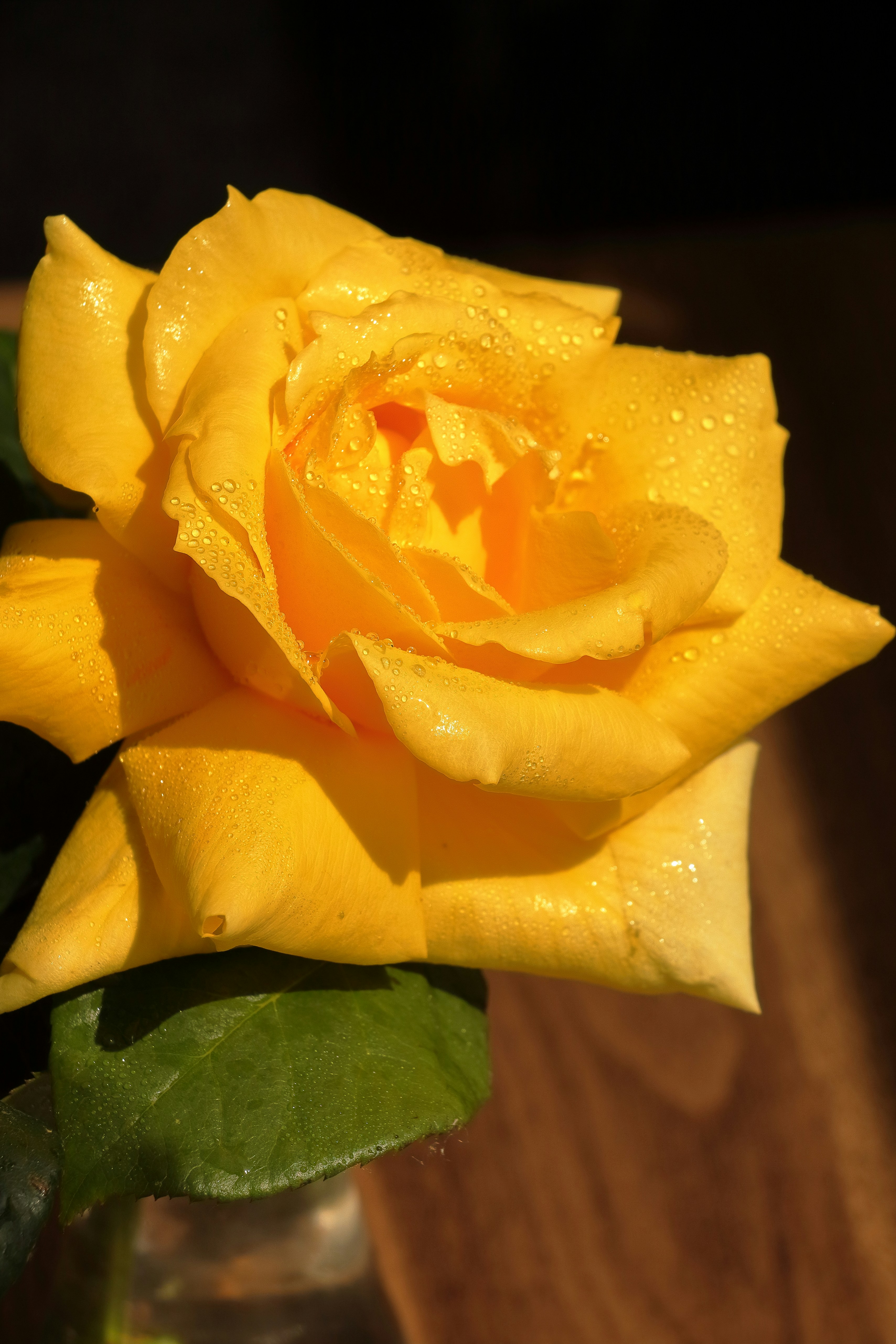 Golden Rose in Sunlit Quiet