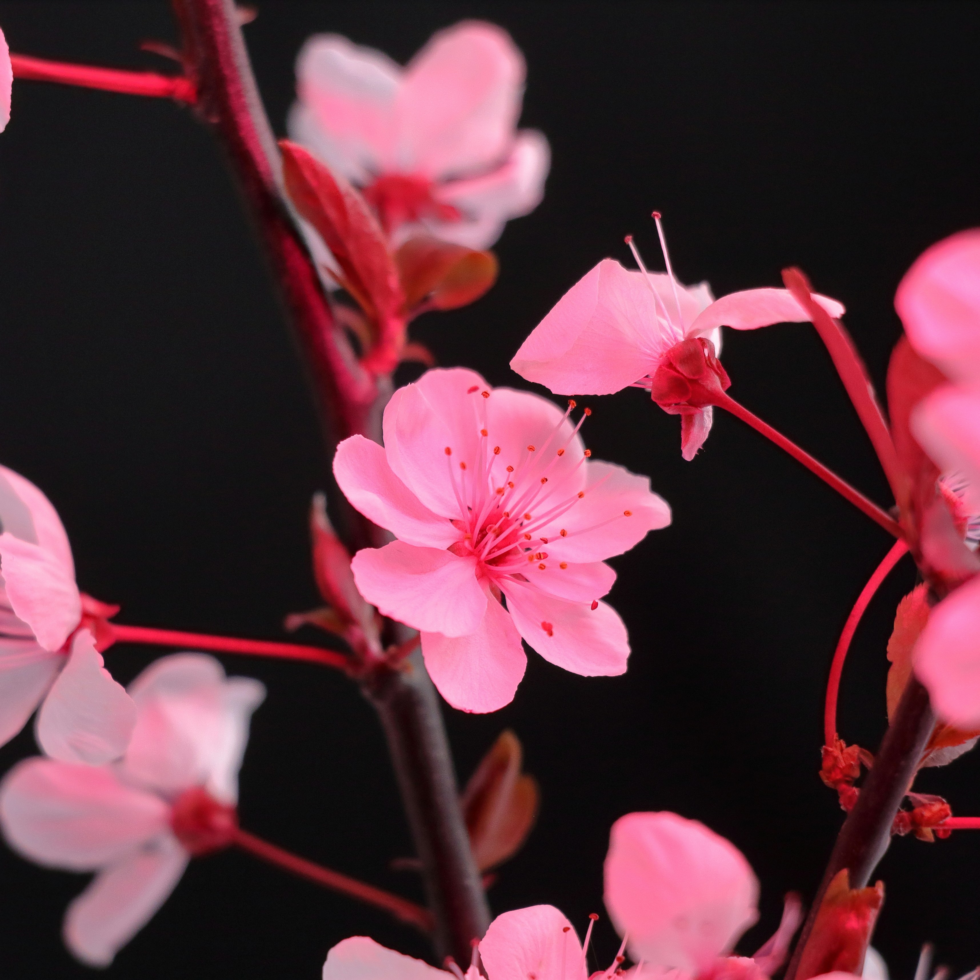Blossom Intersection: Pink Petals on a Dark Canvas