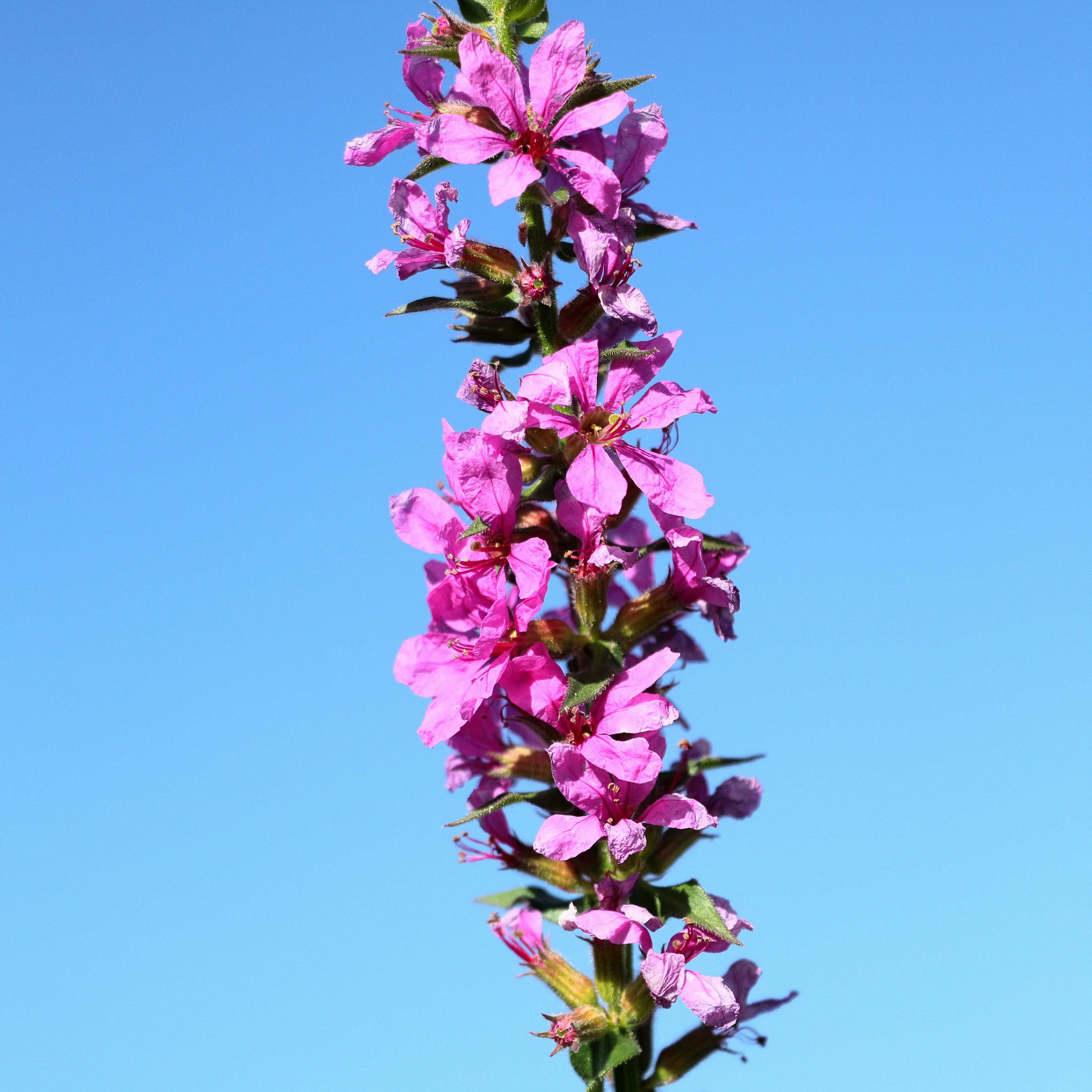Pink Spike: A Floral Column Reaching Toward a Clear Sky