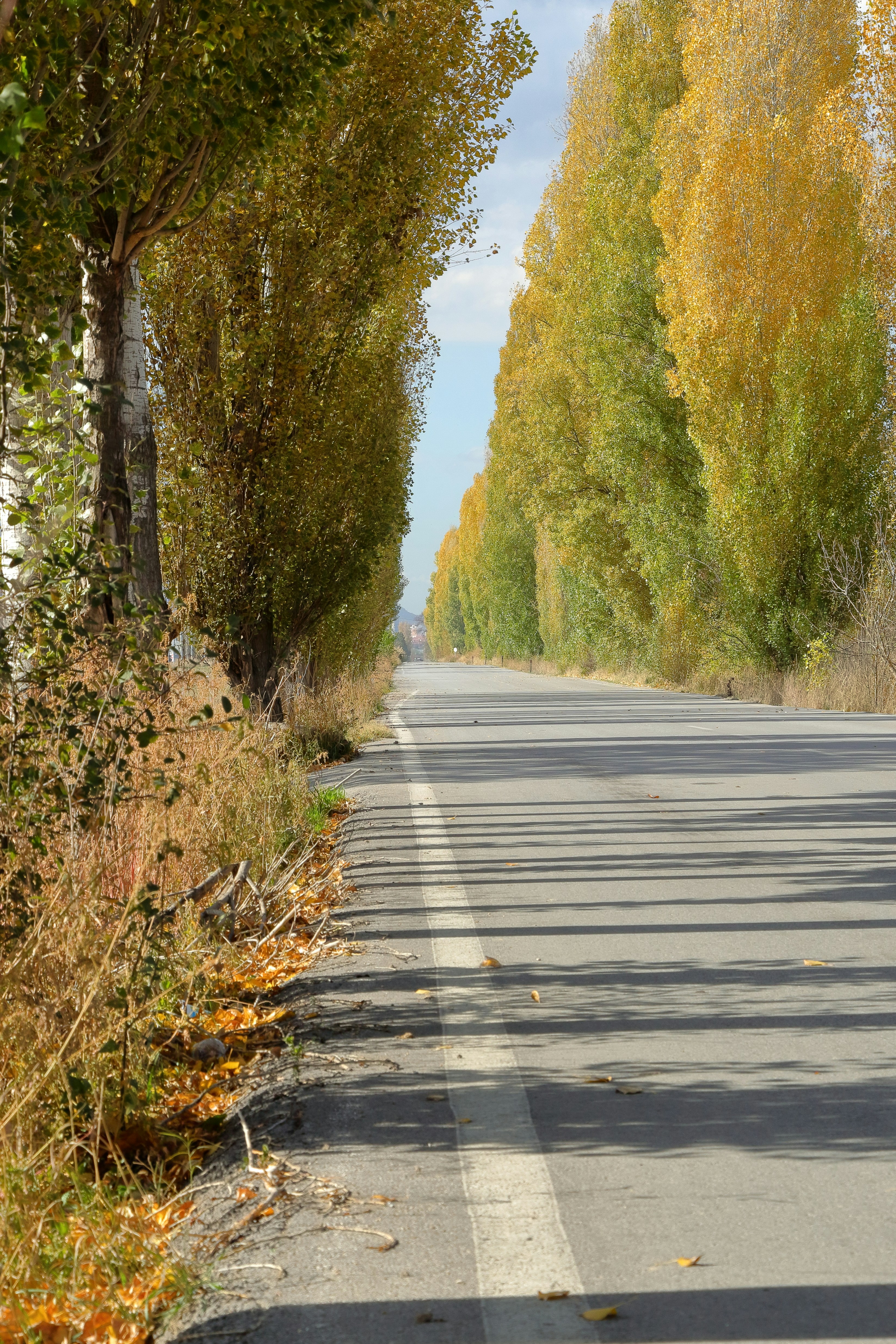 A Quiet Autumn Avenue: Trees Align the Road into the Distance