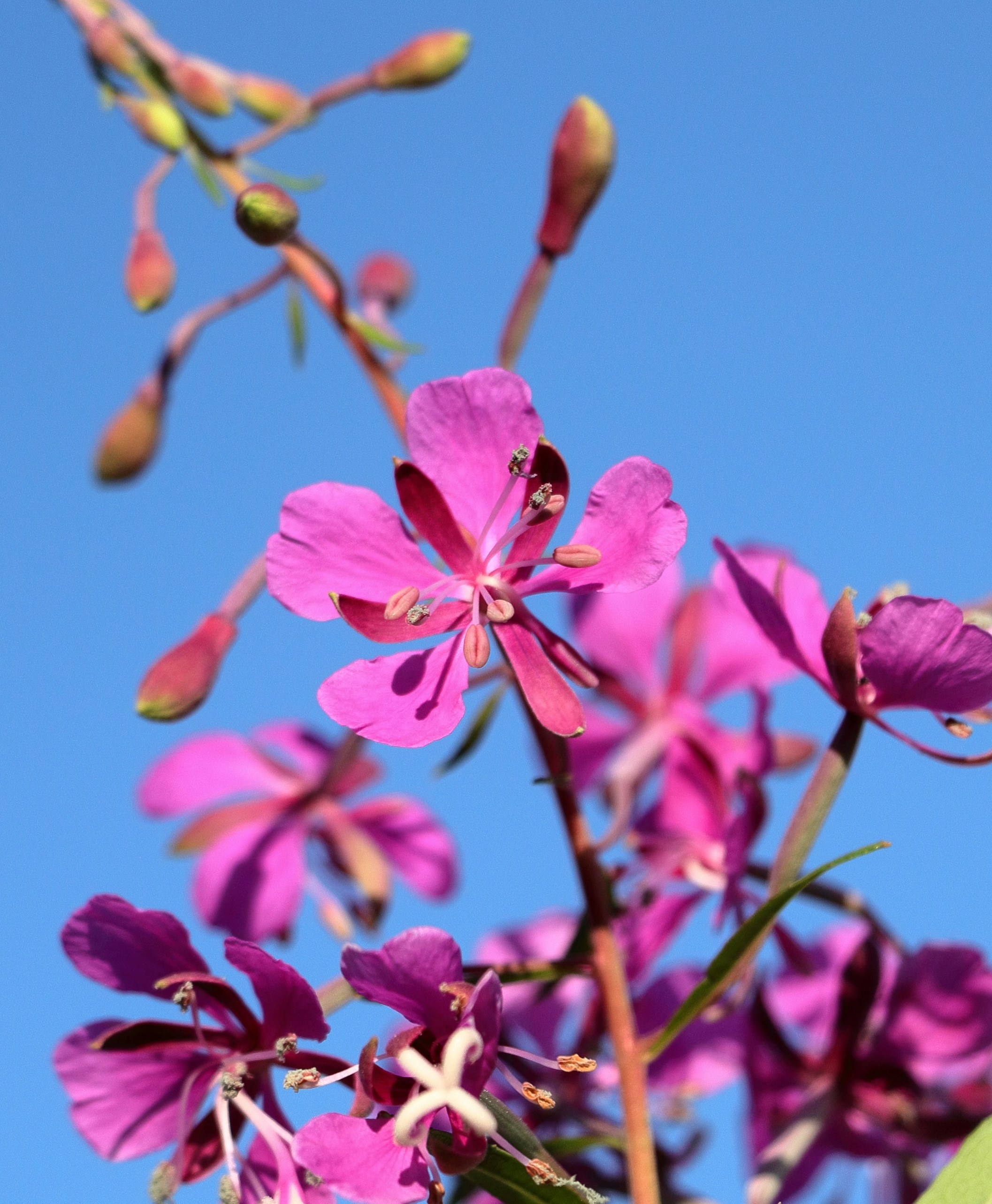 Vivid Blooms Against a Pristine Sky