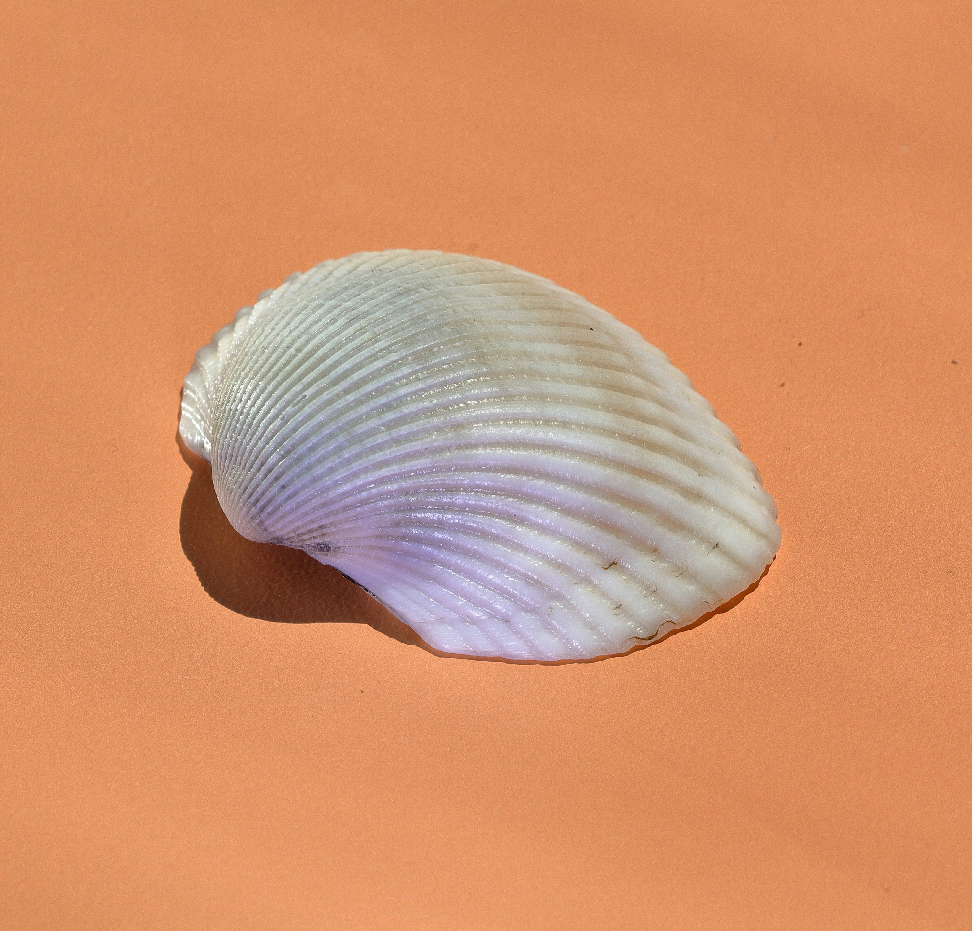 Sunlit Shell on Coral Canvas